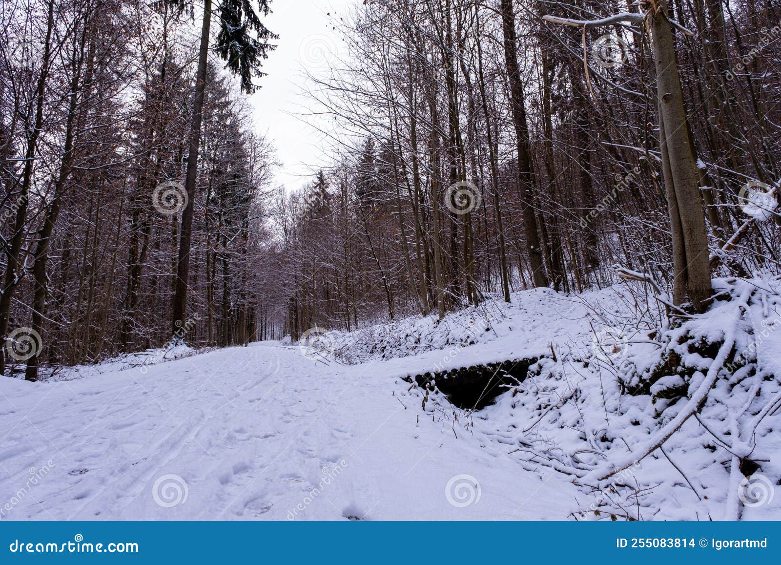 Snowfall in the forest stock photo. Image of season - 255083814