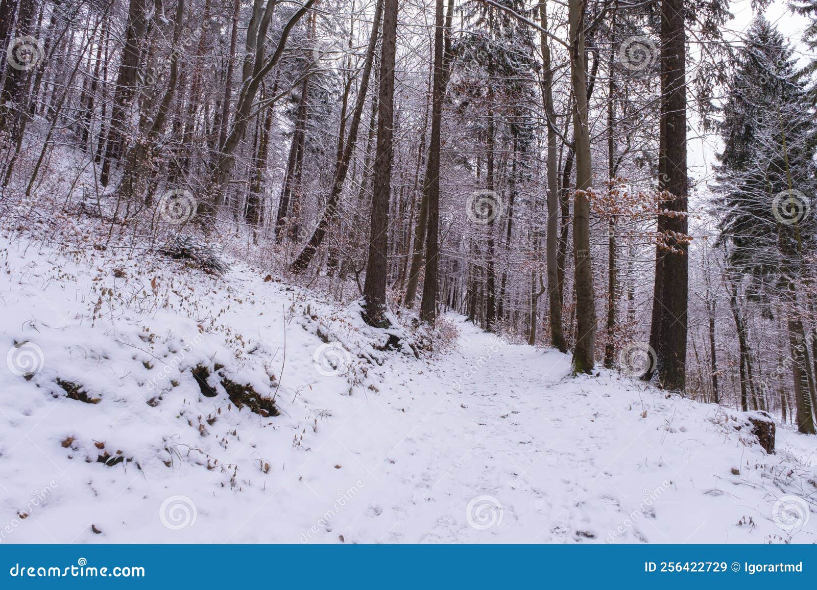 Snowfall in the forest. stock image. Image of glow, snow - 256422729