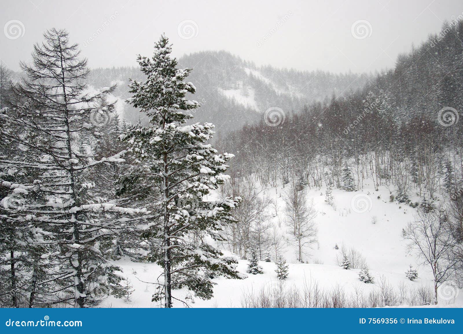 Snowfall in Mountain. the Island Sakhalin. Stock Photo - Image of white ...