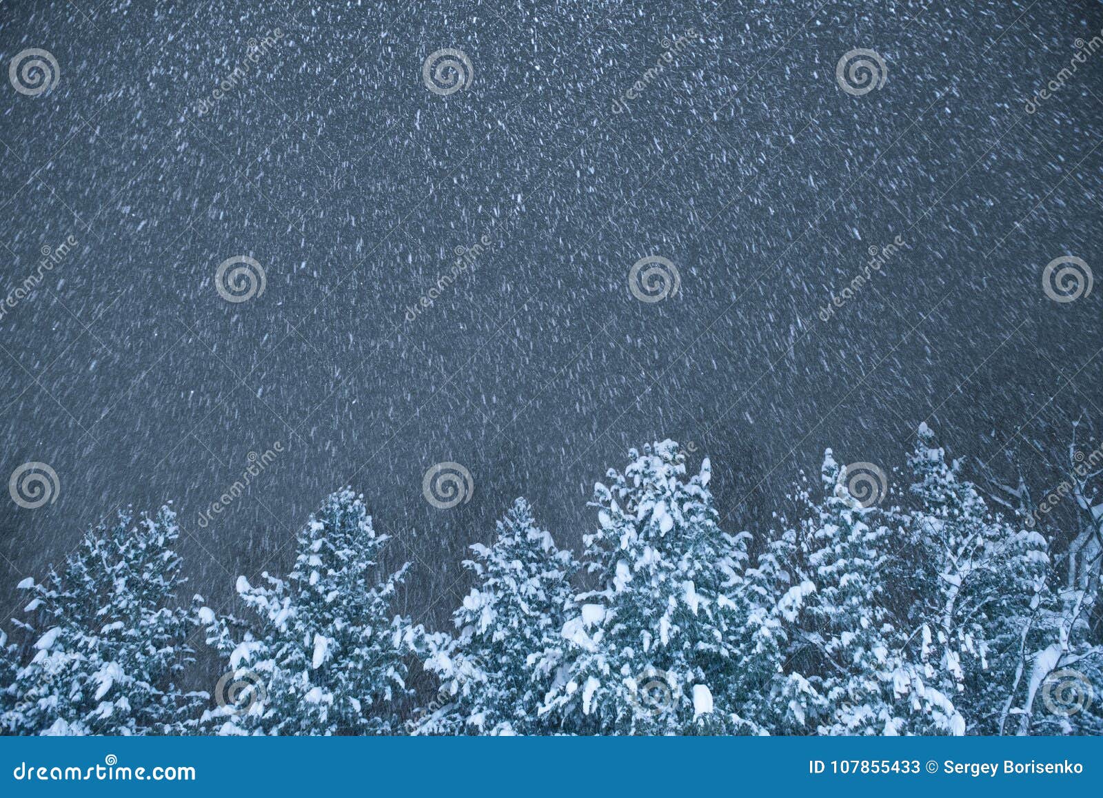 Snowfall at Night Against the Background of Trees. Stock Image - Image ...