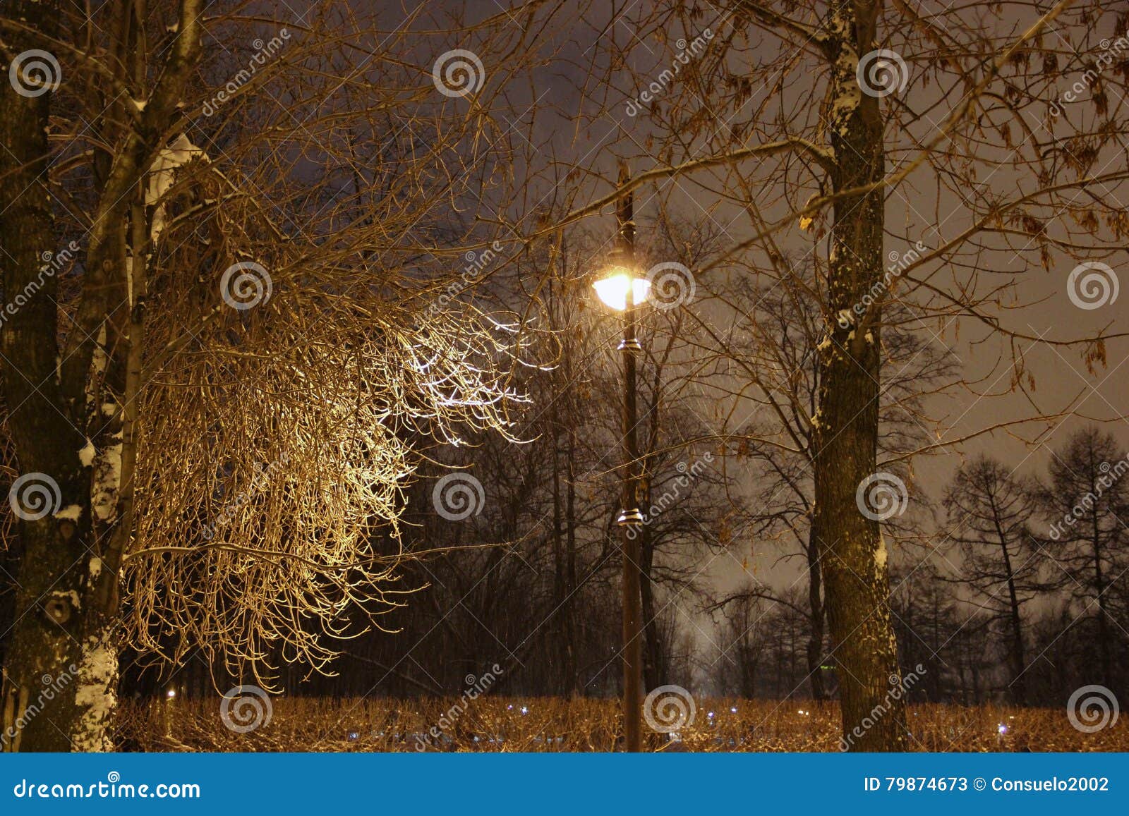 Snowfall in the Park this Afternoon Stock Image - Image of park ...