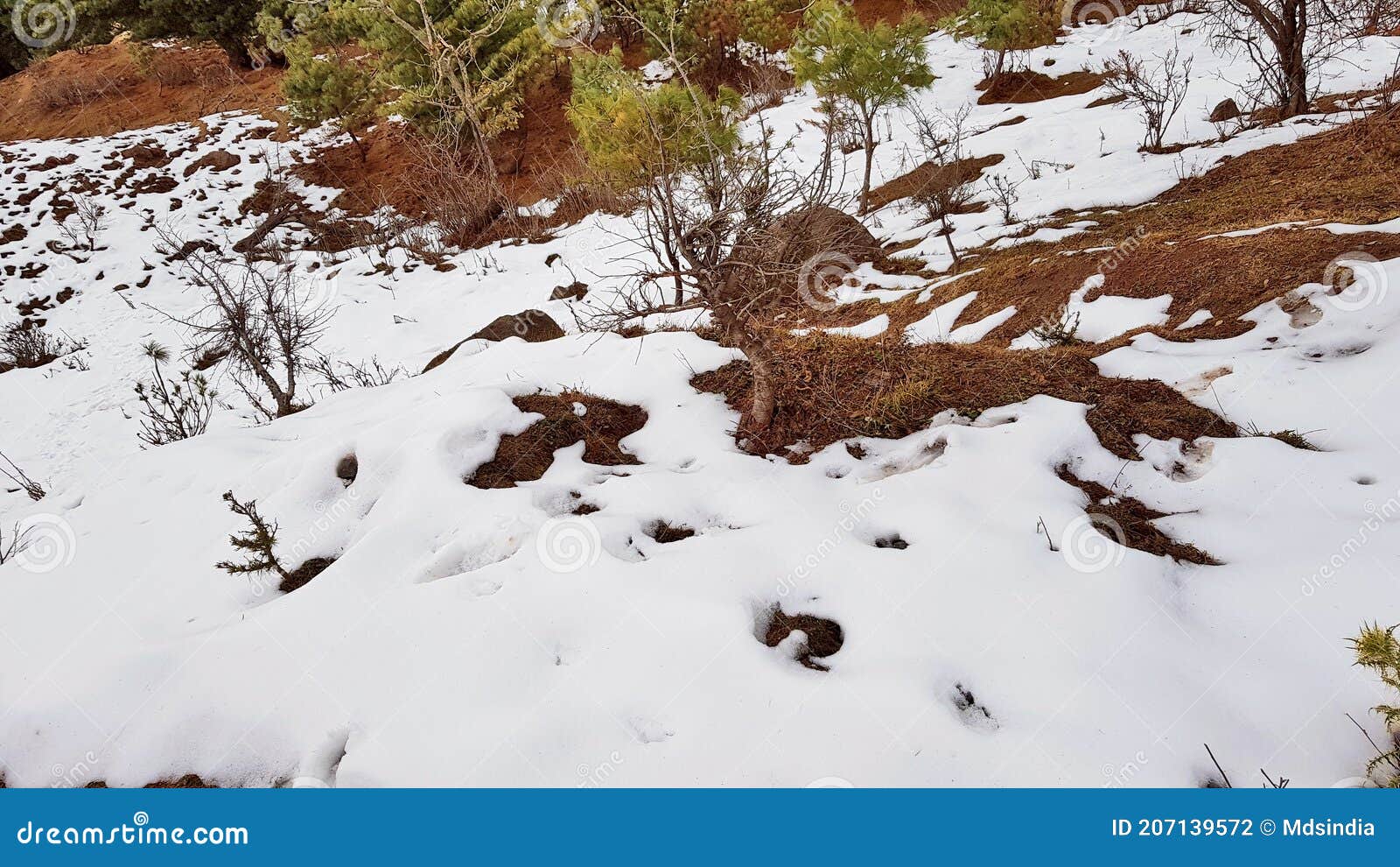 Snowfall at Patnitop stock photo. Image of flake, season - 207139572