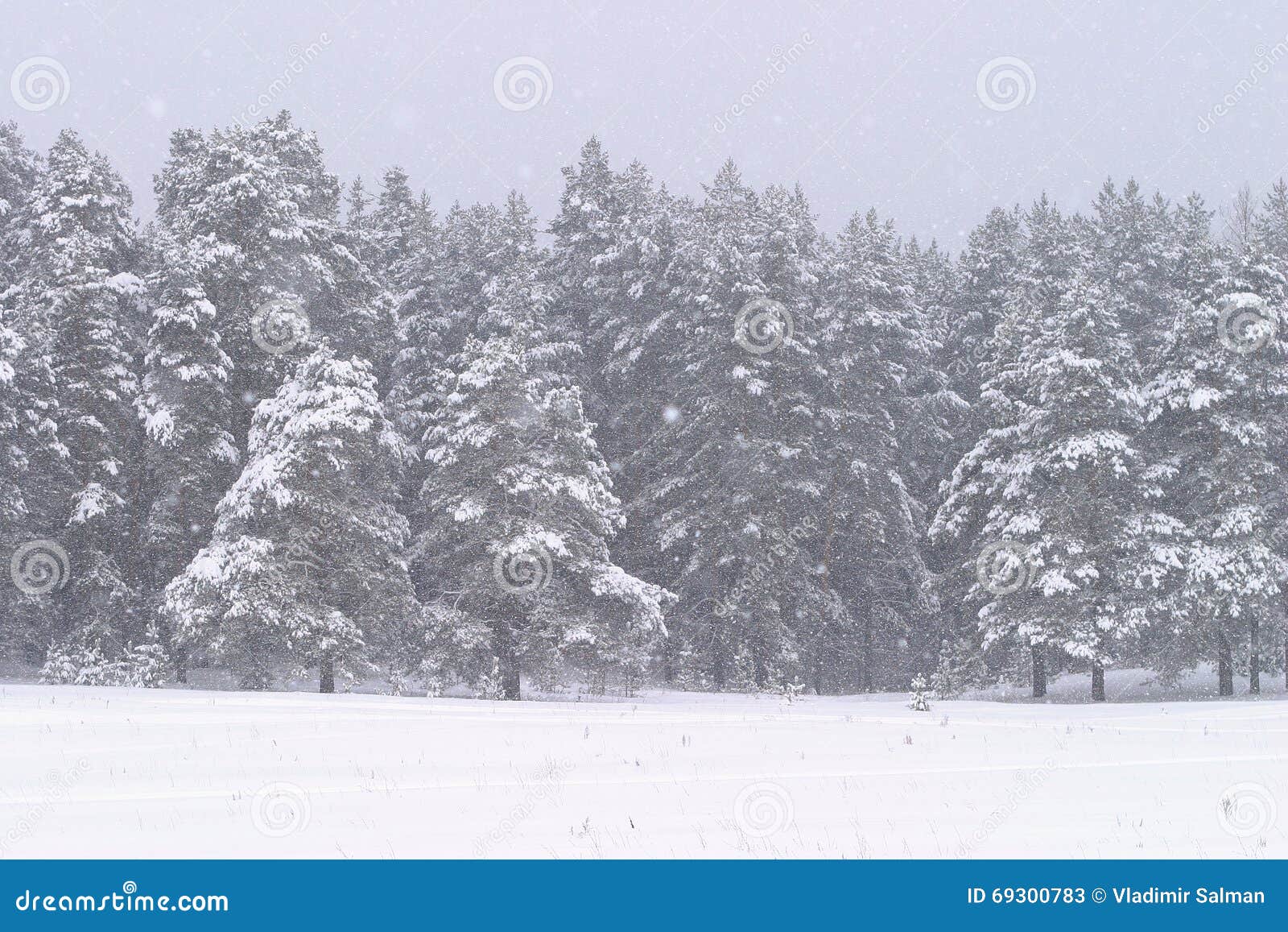 Snowfall in the pines stock image. Image of ornament - 69300783