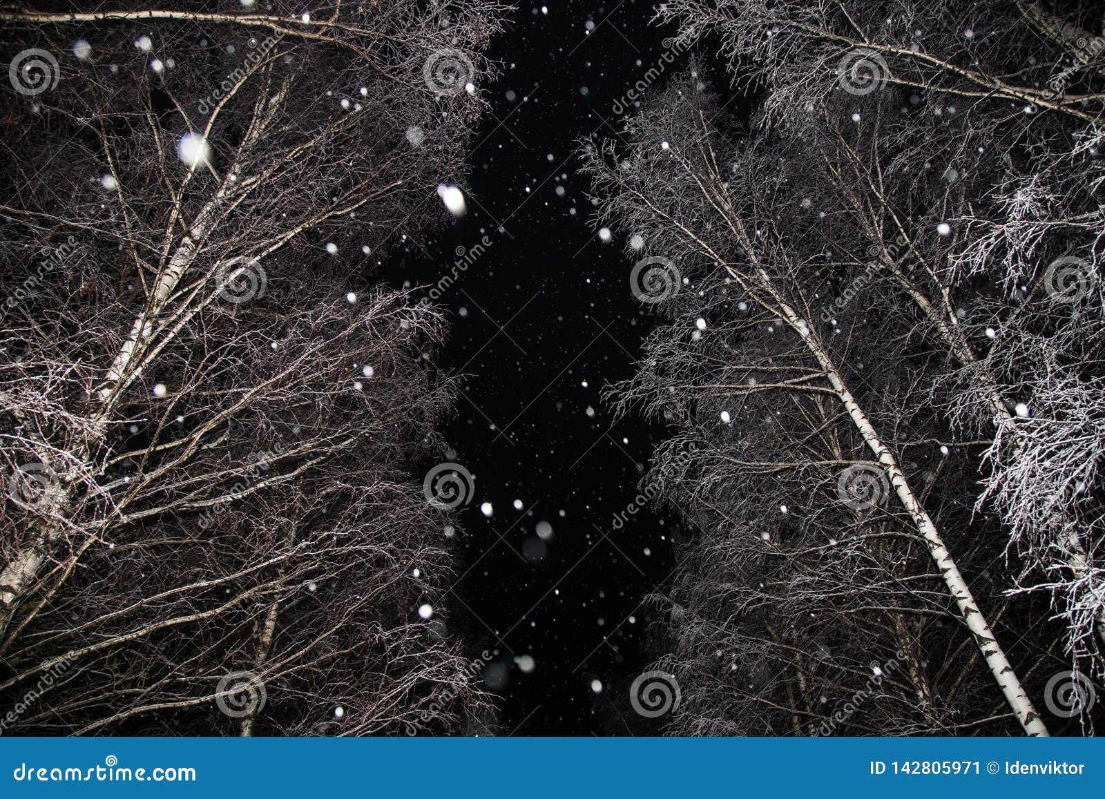 Snowfall, Snow Flakes, Winter Trees, Branches Covered Snow at Night ...