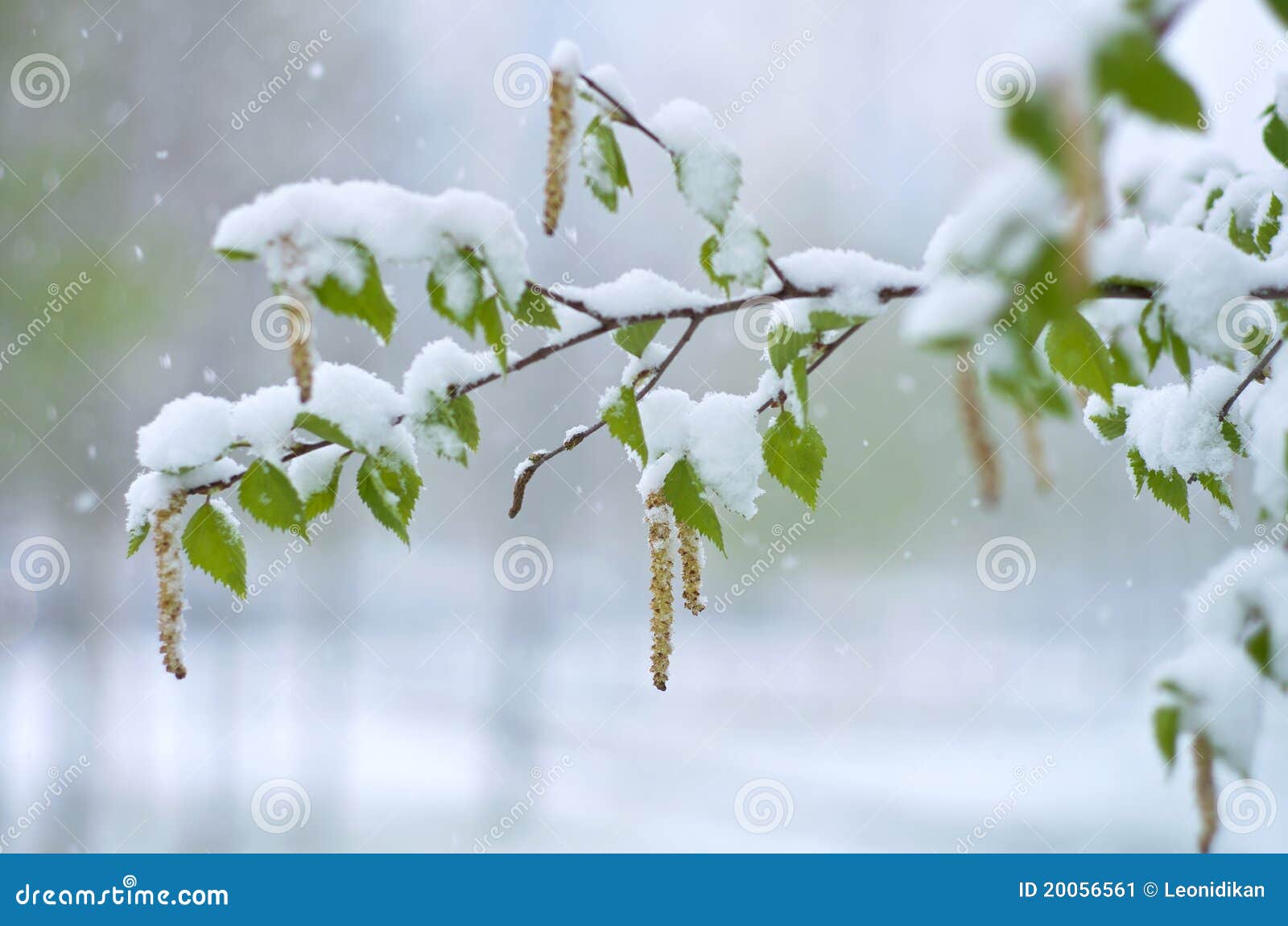 Snowfall in Spring stock image. Image of snowing, wrapped - 20056561