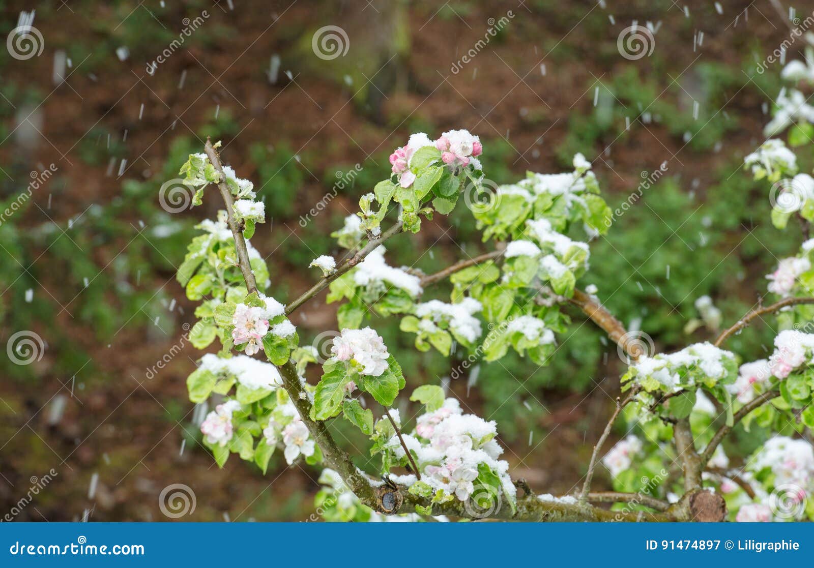 Snowfall Spring Apple Tree Flowers in Snow Stock Image - Image of ...
