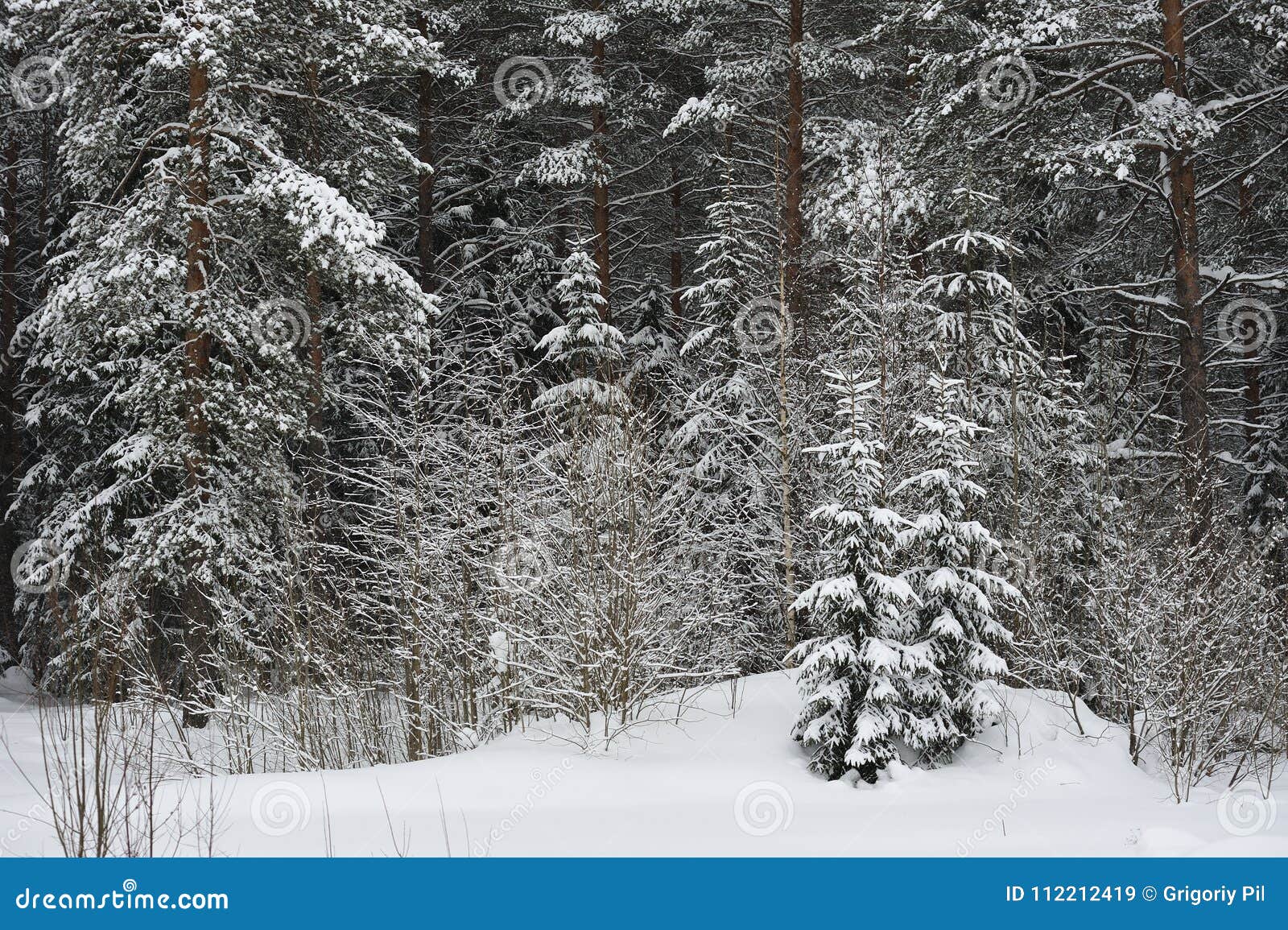 Snowfall in the Taiga Forest Stock Image - Image of coniferous, plant ...