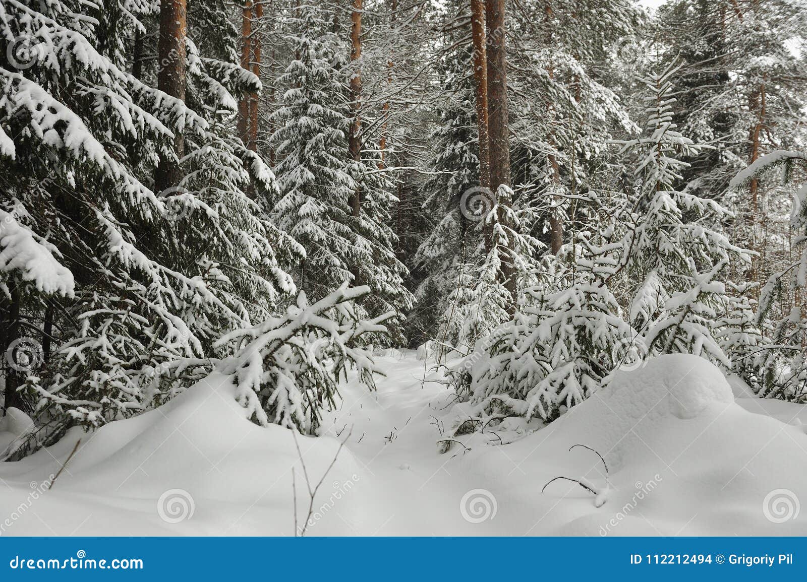Snowfall in the Taiga Forest Stock Photo - Image of boreal, coniferous ...