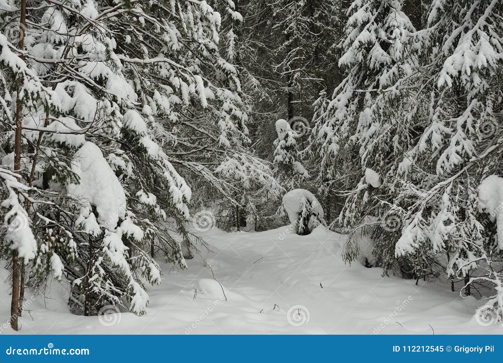 Snowfall in the Taiga Forest Stock Image - Image of green, climate ...