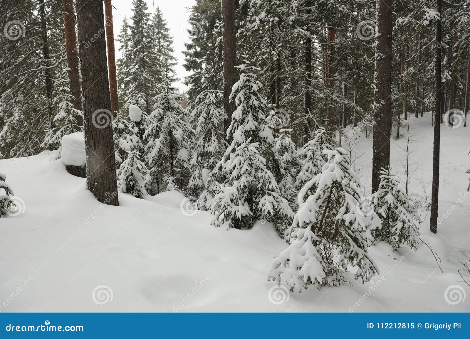 Snowfall in the Taiga Forest Stock Image - Image of rural, branch ...
