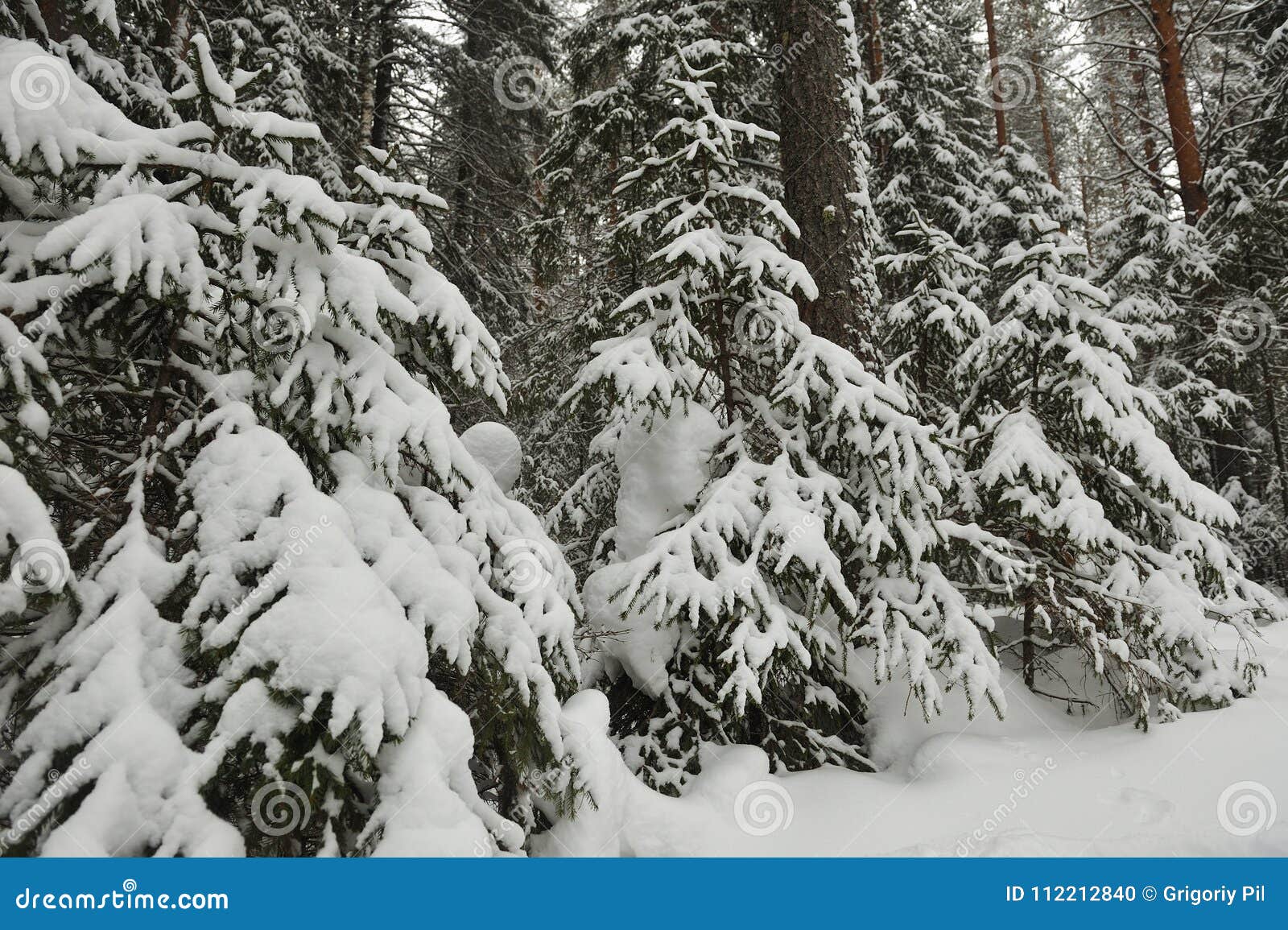 Snowfall in the Taiga Forest Stock Photo - Image of fresh, boreal ...