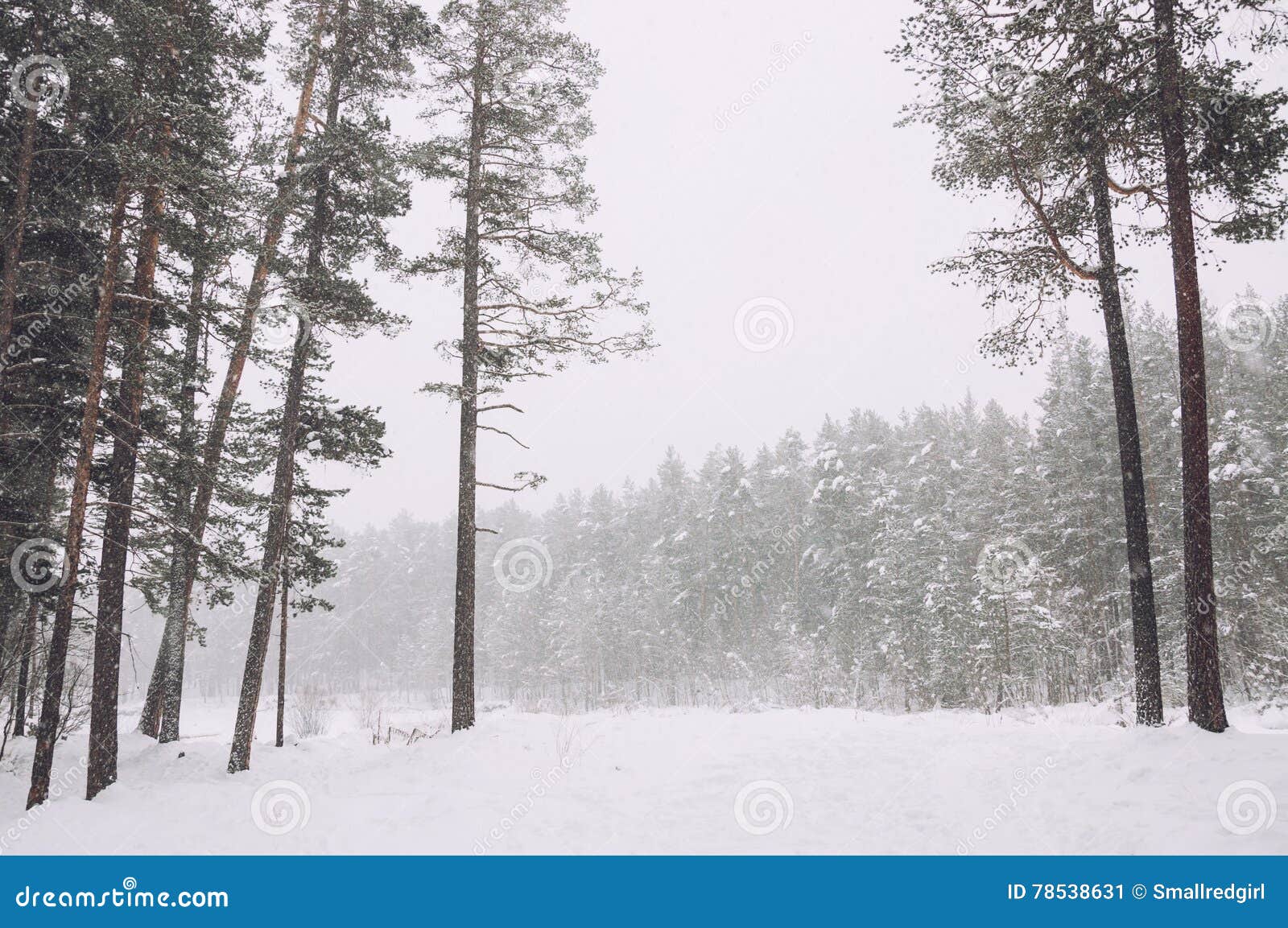 Snowfall in winter forest stock image. Image of russia - 78538631