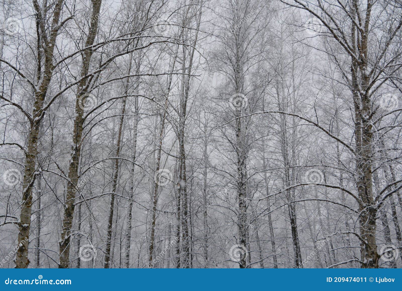 Snowfall in Winter Forest. Trees Covered by Snow on the Background of ...