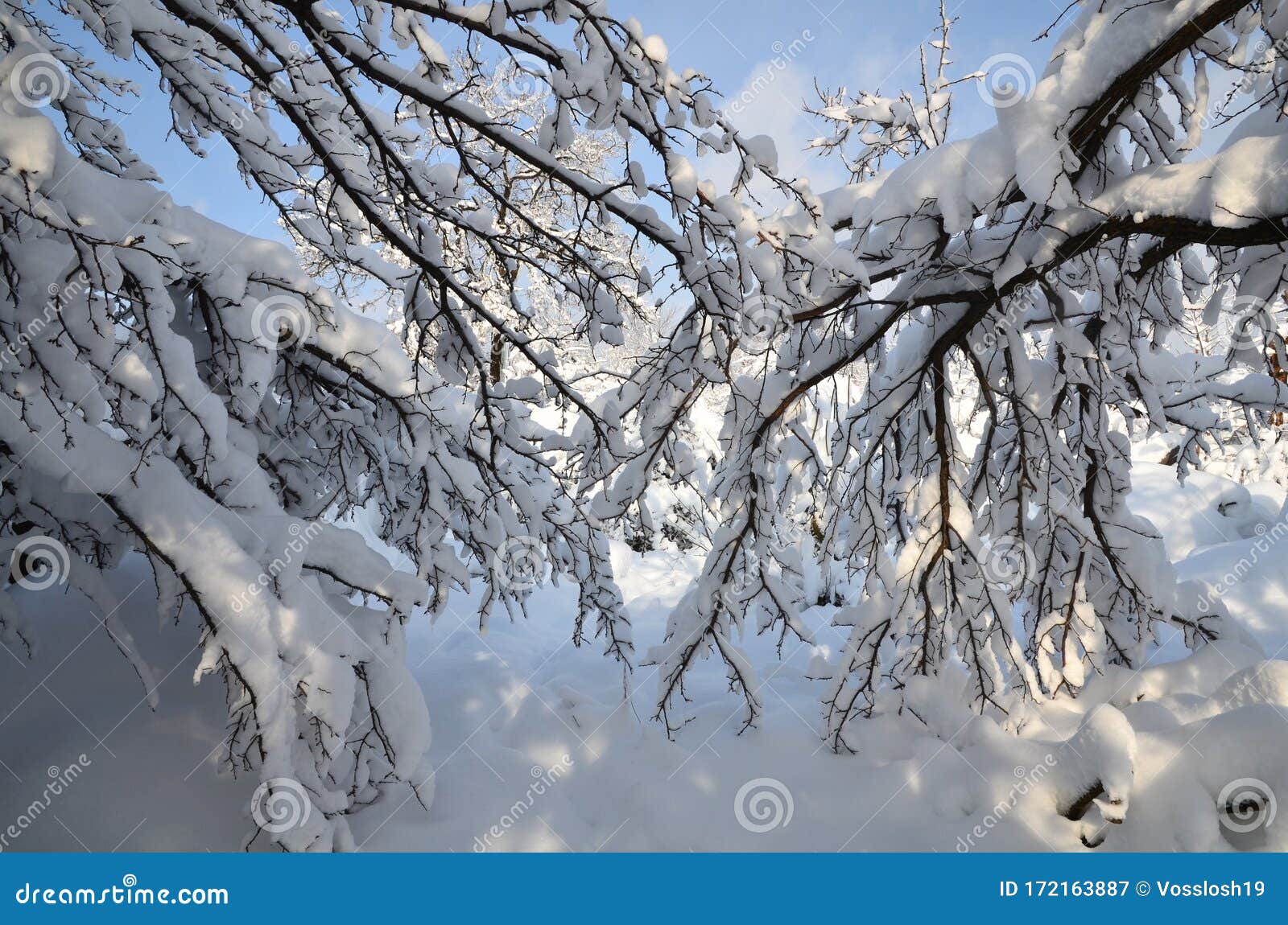A Plot of Winter Garden with Lots of Snow. Stock Image - Image of ...