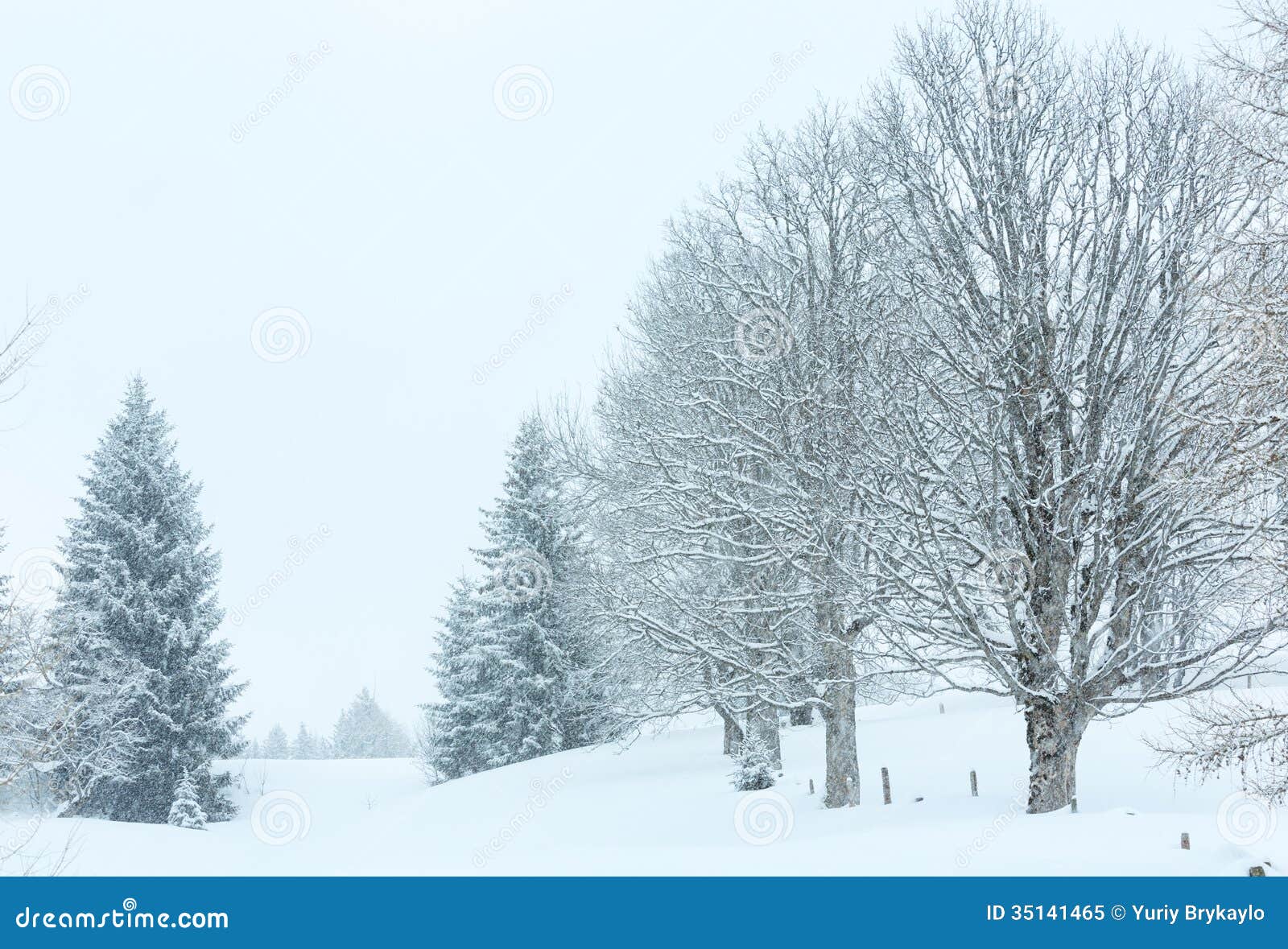 Snowfall in Winter Mountain Misty Forest Stock Image - Image of hill ...