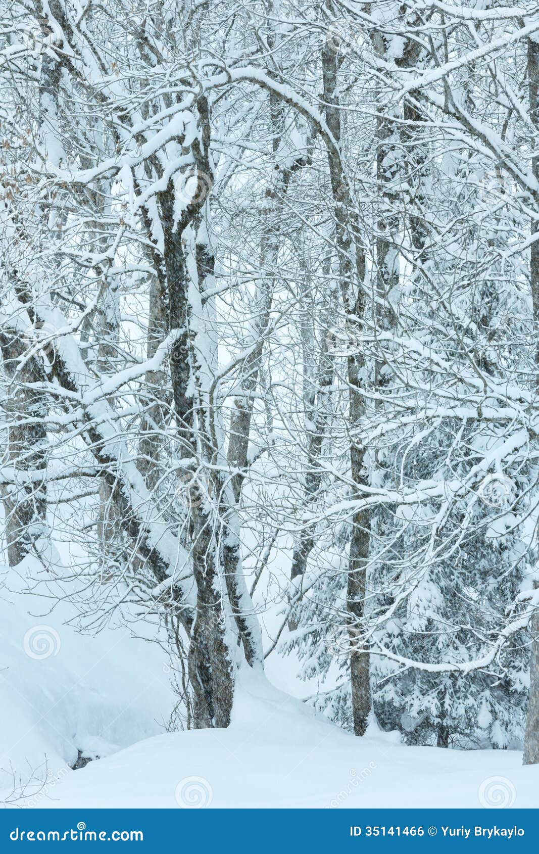 Snowfall in Winter Mountain Misty Forest Stock Photo - Image of misty ...
