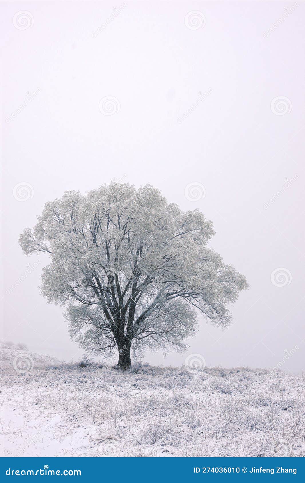 Snowfield stock photo. Image of snowfield, natural, trees - 274036010