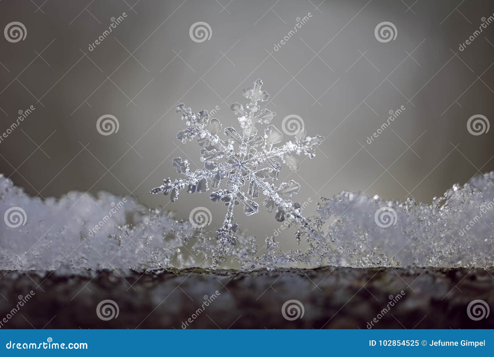 Snowflake Branch stock image. Image of outside, beauty - 102854525