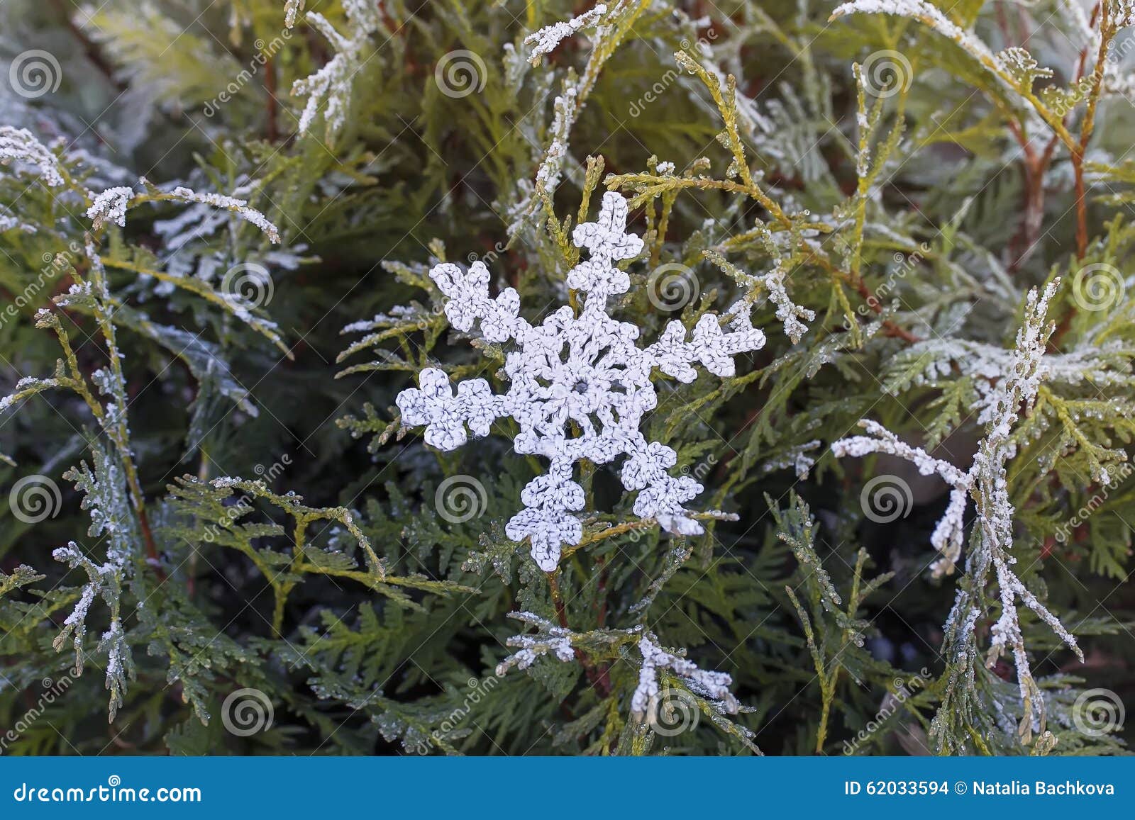 Snowflake on the branches stock photo. Image of drops - 62033594