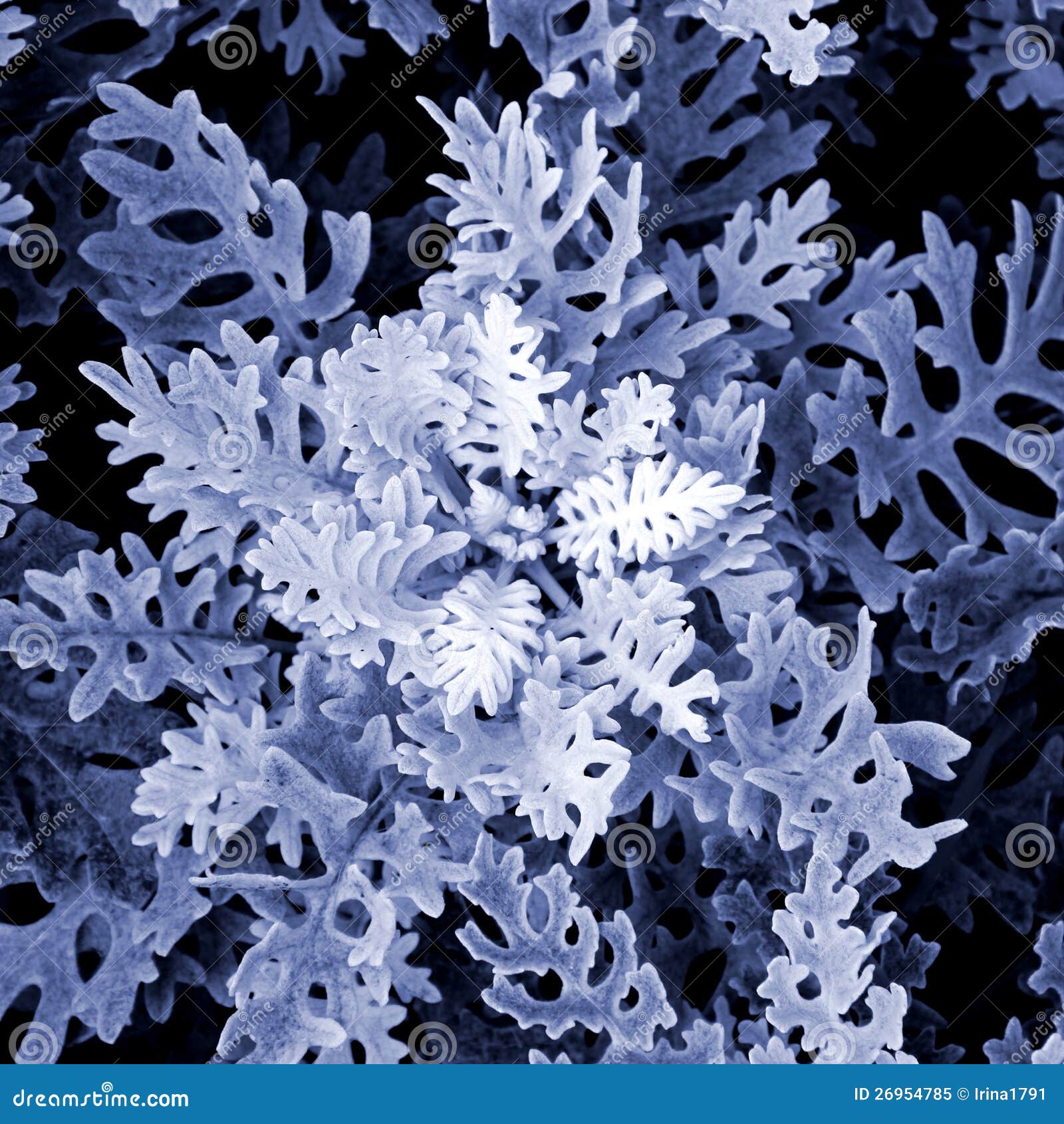 Snowflake - Decorative Flower. Stock Image - Image of decoration ...