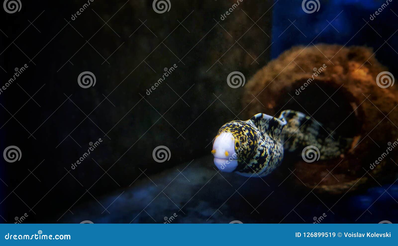 Snowflake Eel - Echidna Nebulosa Stock Image - Image of expensive ...