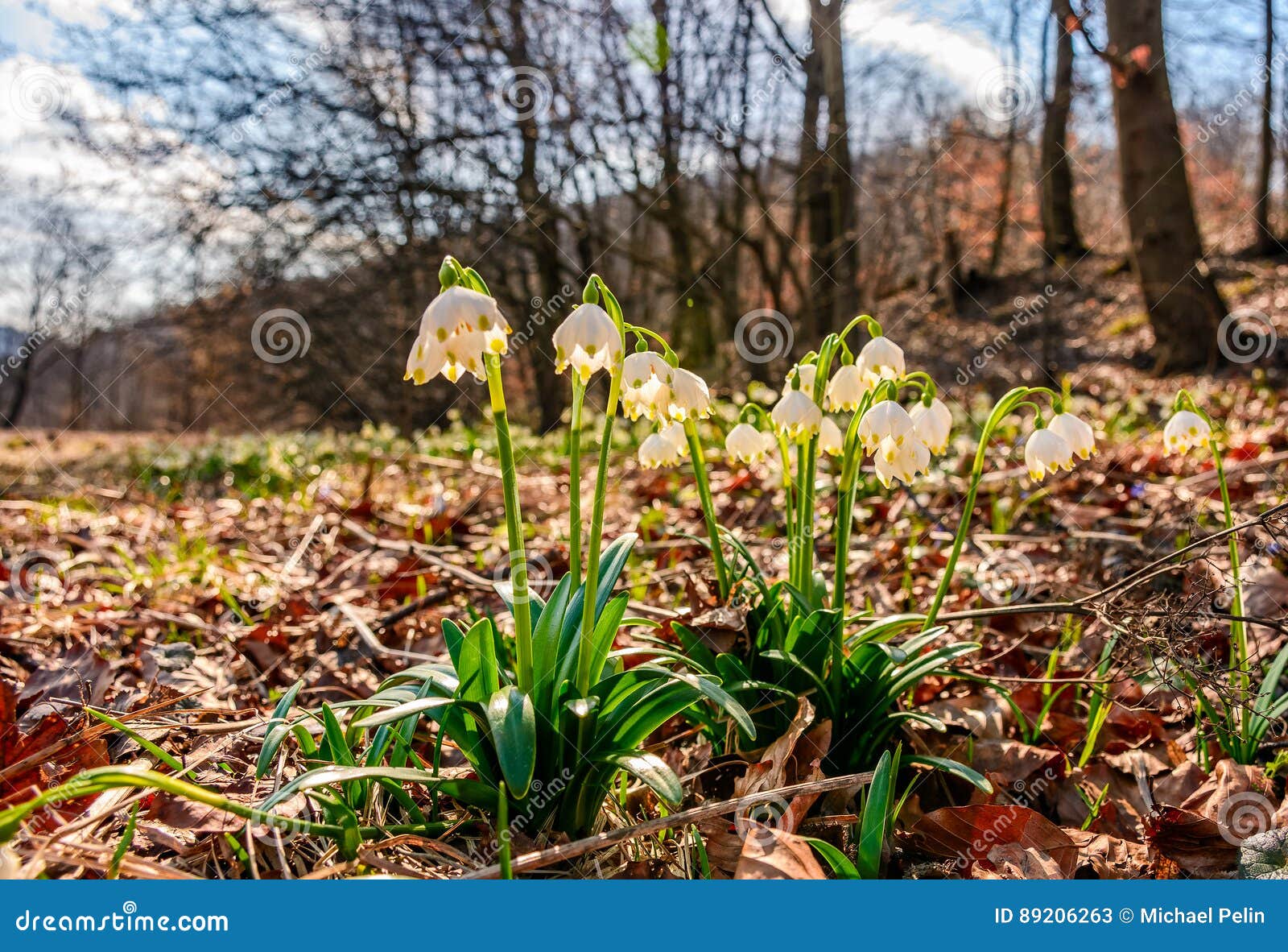 Snowflake, First Flowers of Spring Stock Image - Image of dewdrop, wood ...