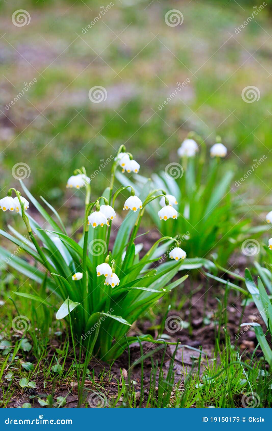 Snowflake flower stock image. Image of macro, copy, spring - 19150179
