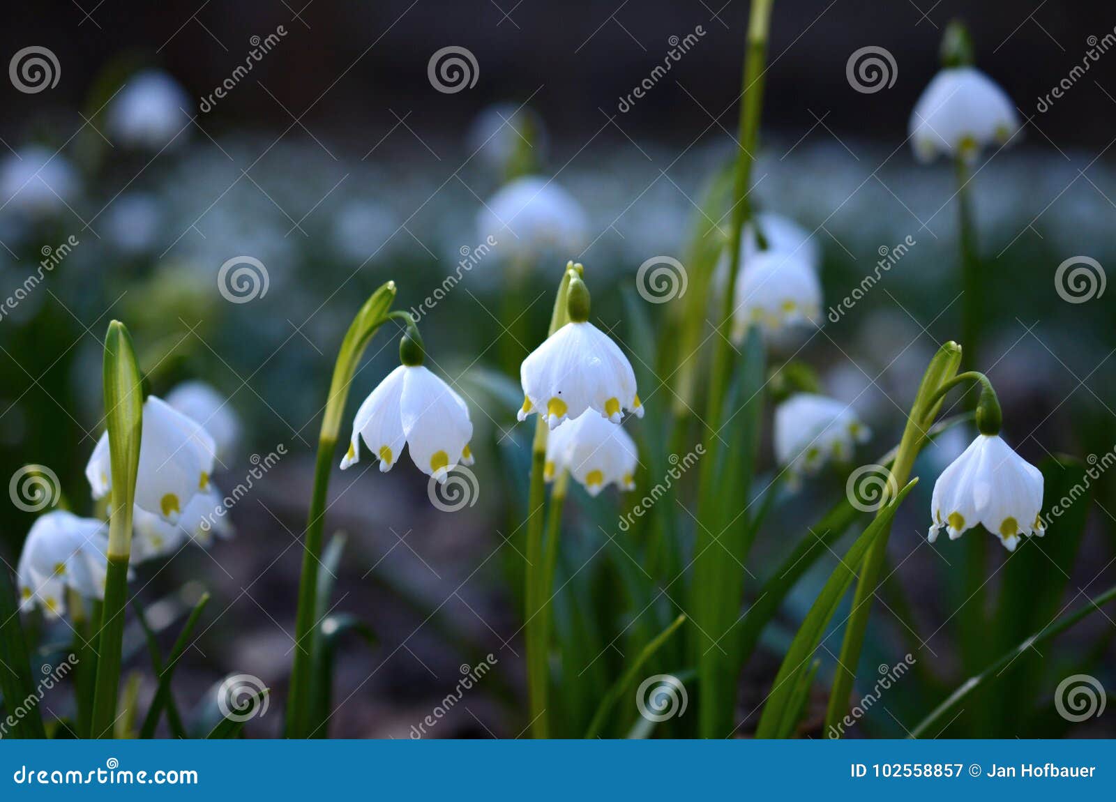 Snowflake flower stock image. Image of flower, garden - 102558857