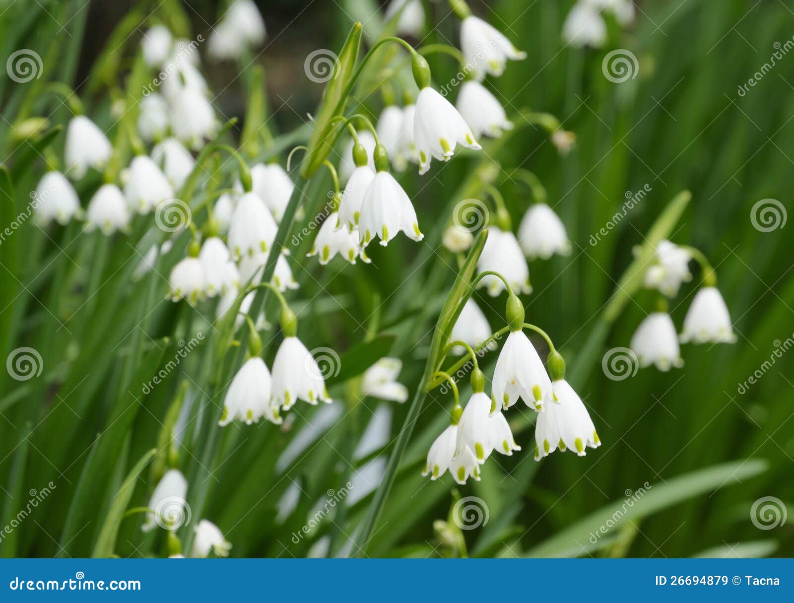 Snowflake flowers stock image. Image of belgium, grow - 26694879