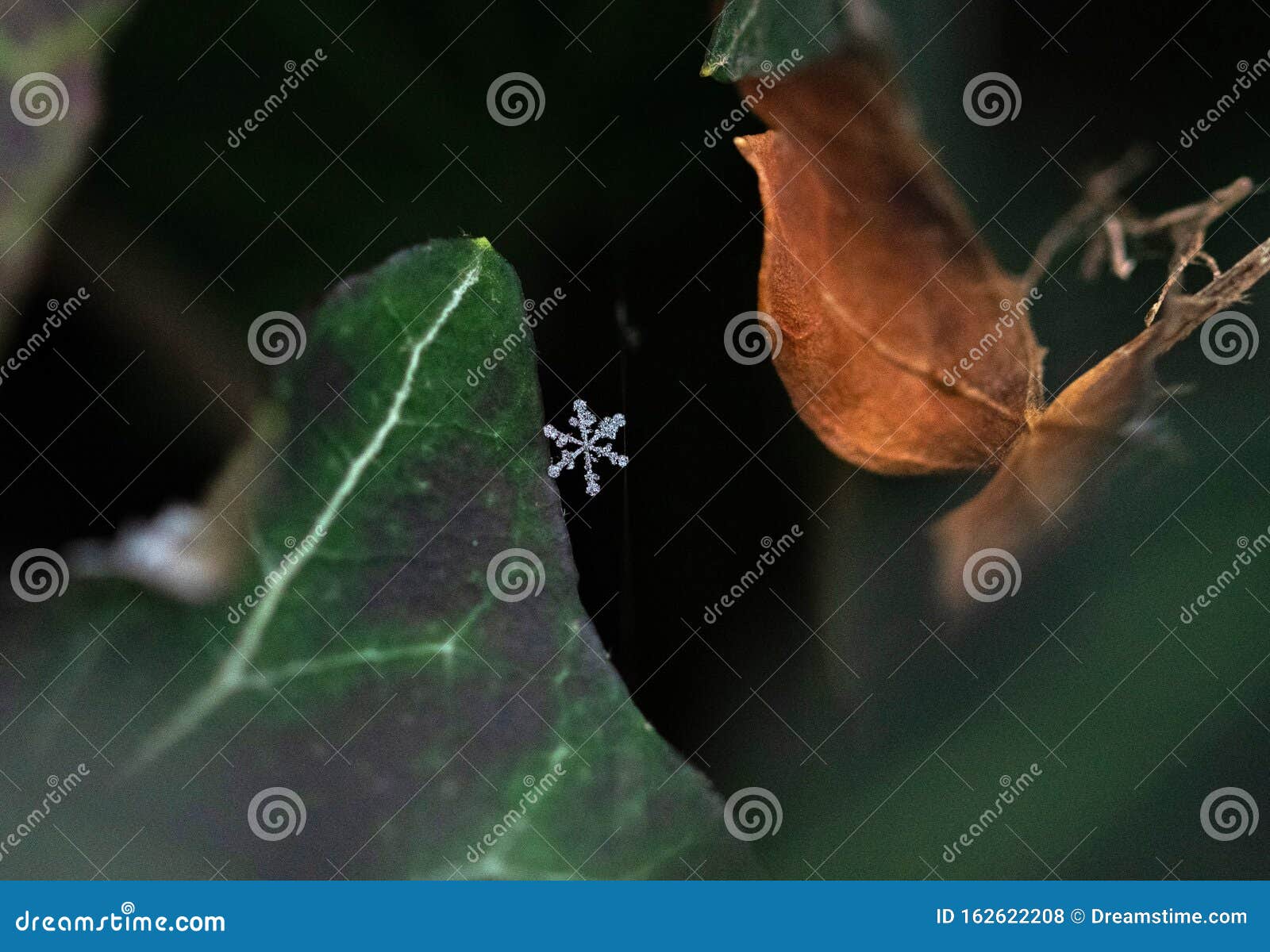 Snowflake on a green leaf stock photo. Image of branches - 162622208