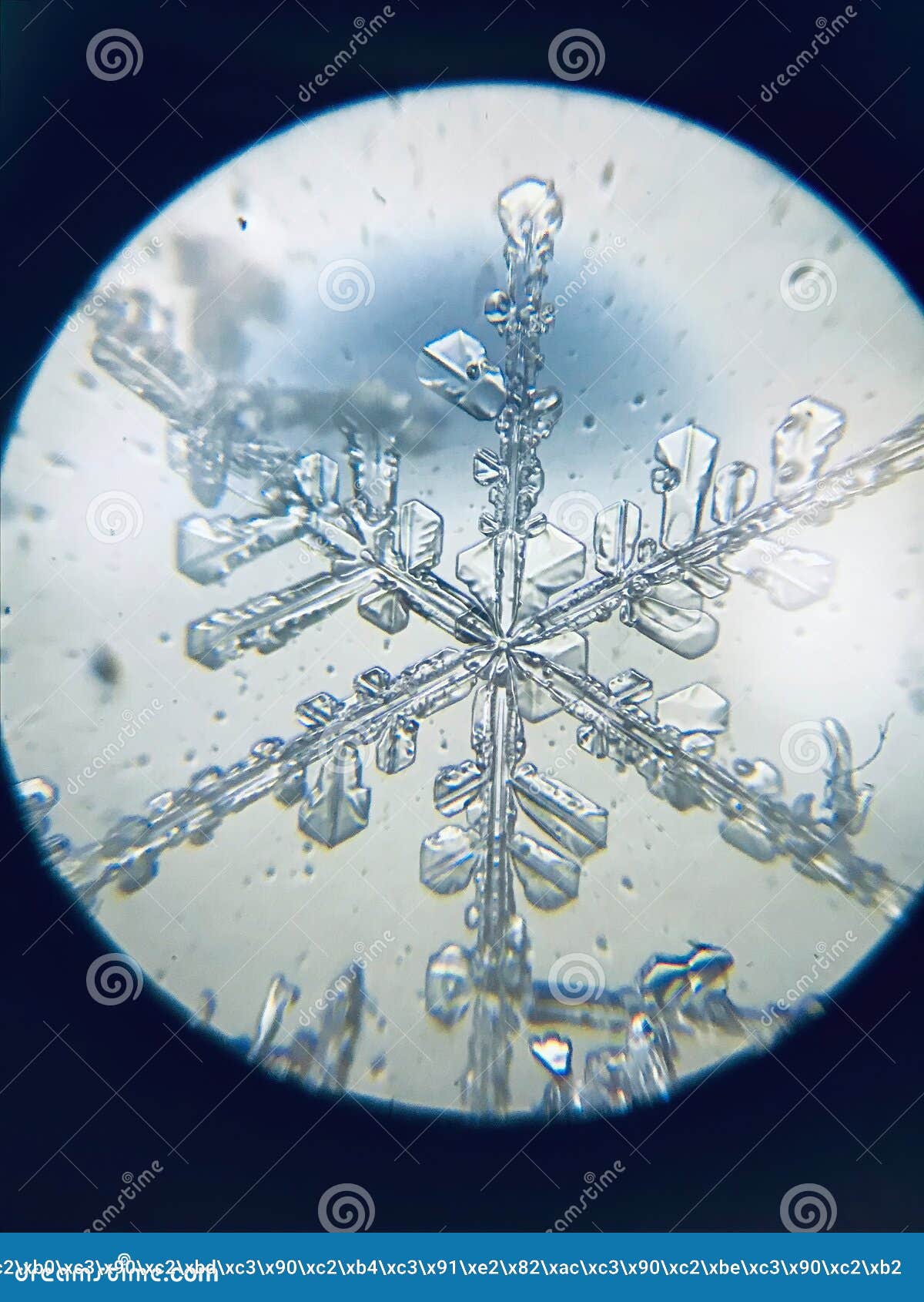 Snowflake Ice Crystal Stellar Dendrite Under Microscope Stock Photo ...
