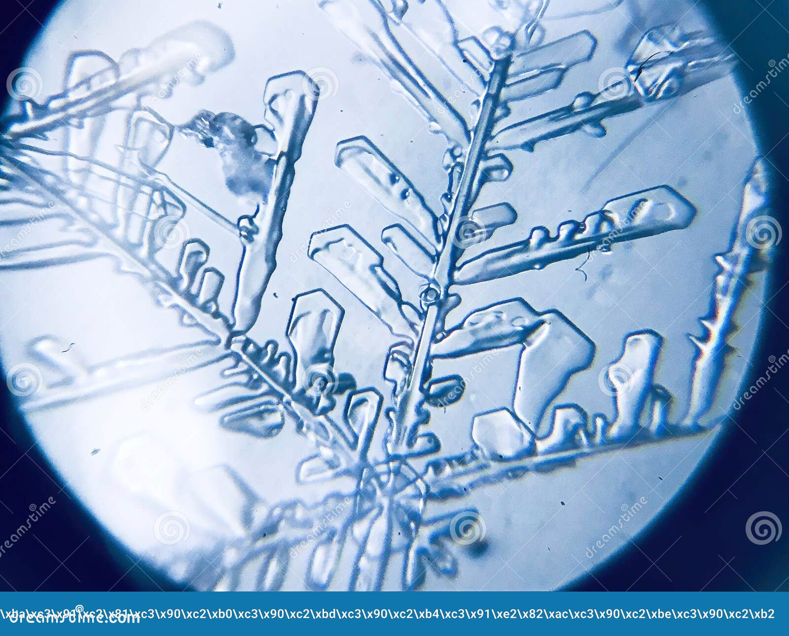 Snowflake Ice Crystal Stellar Dendrite Under Microscope Stock Photo ...