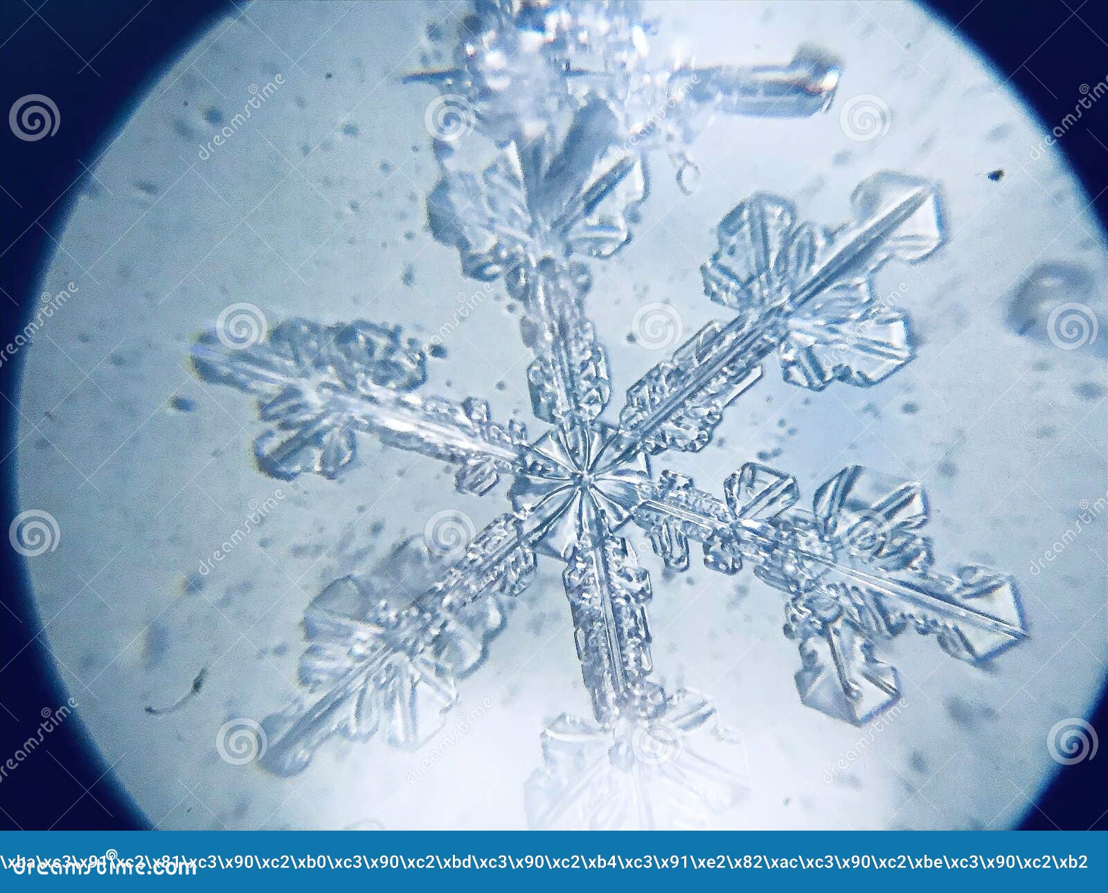 Snowflake Ice Crystal Stellar Dendrite Under Microscope Stock Photo ...
