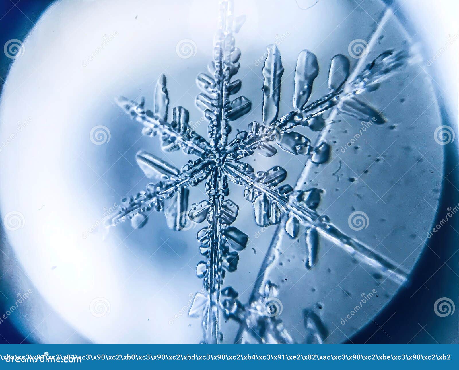 Snowflake Ice Crystal Stellar Dendrite Under Microscope Stock Photo ...