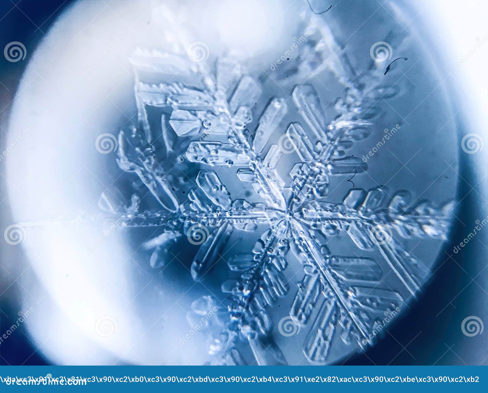 Snowflake Ice Crystal Stellar Dendrite Under Microscope Stock Photo ...