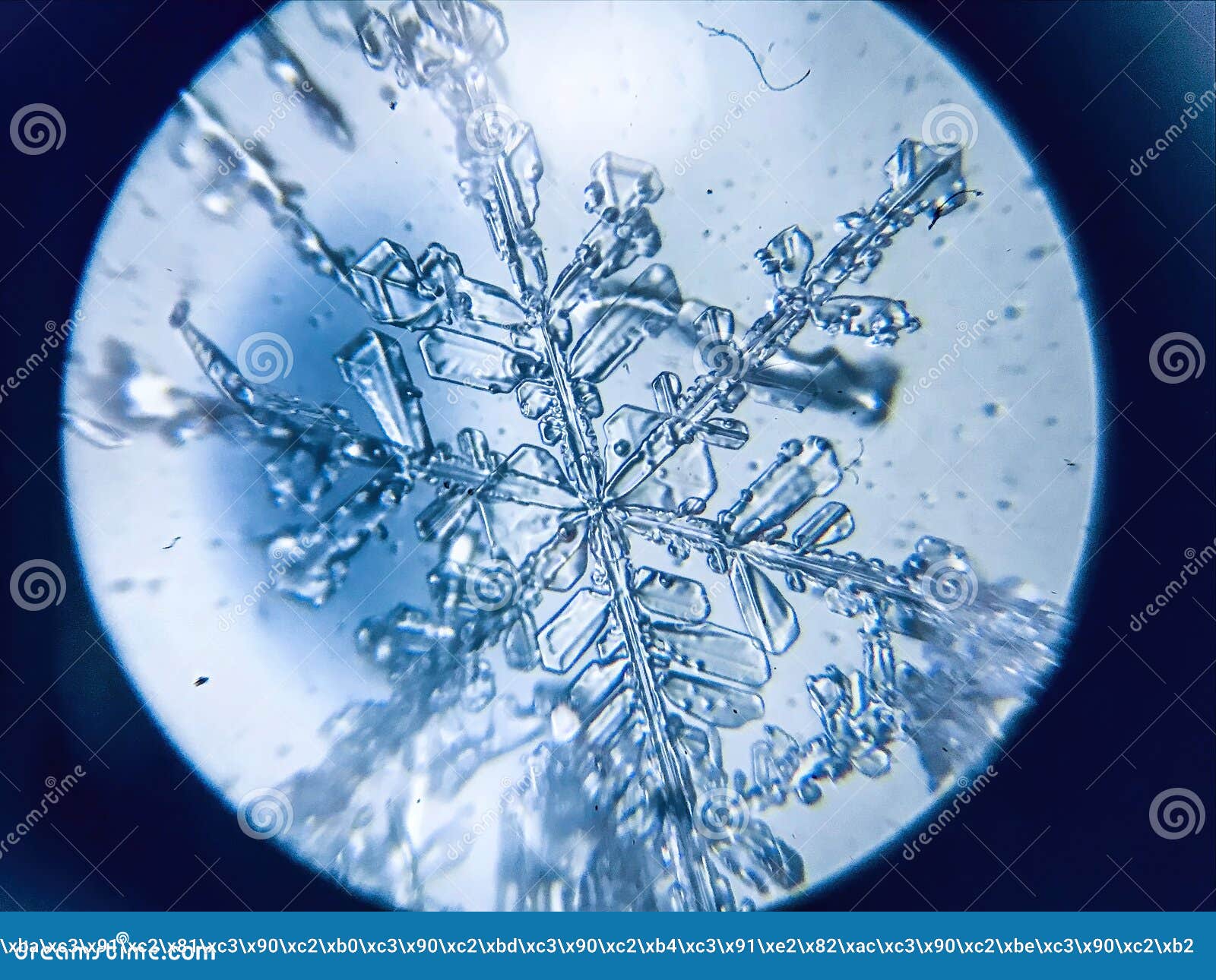 Snowflake Ice Crystal Stellar Dendrite Under Microscope Stock Photo ...