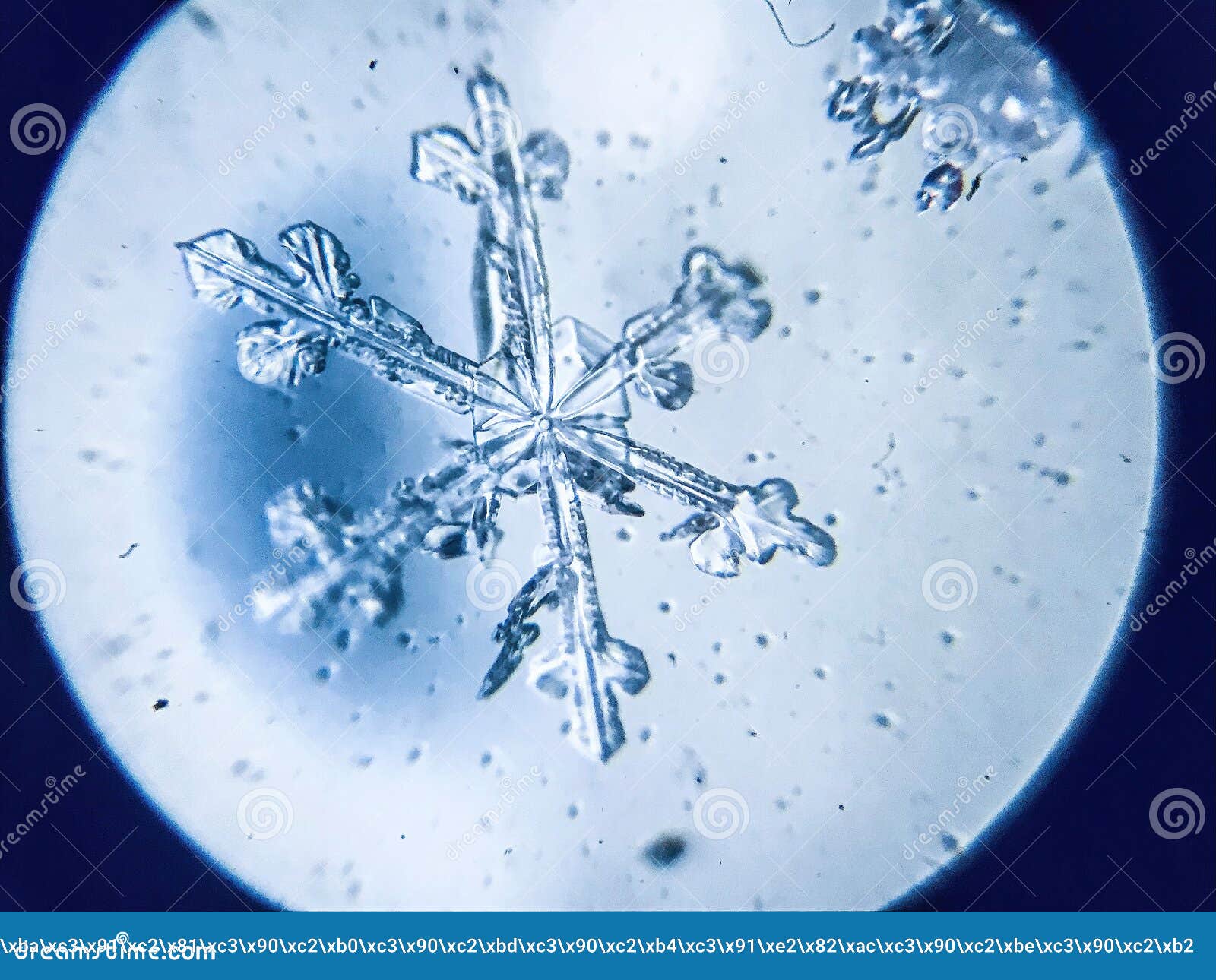 Snowflake Ice Crystal Stellar Dendrite Under Microscope Stock Photo ...