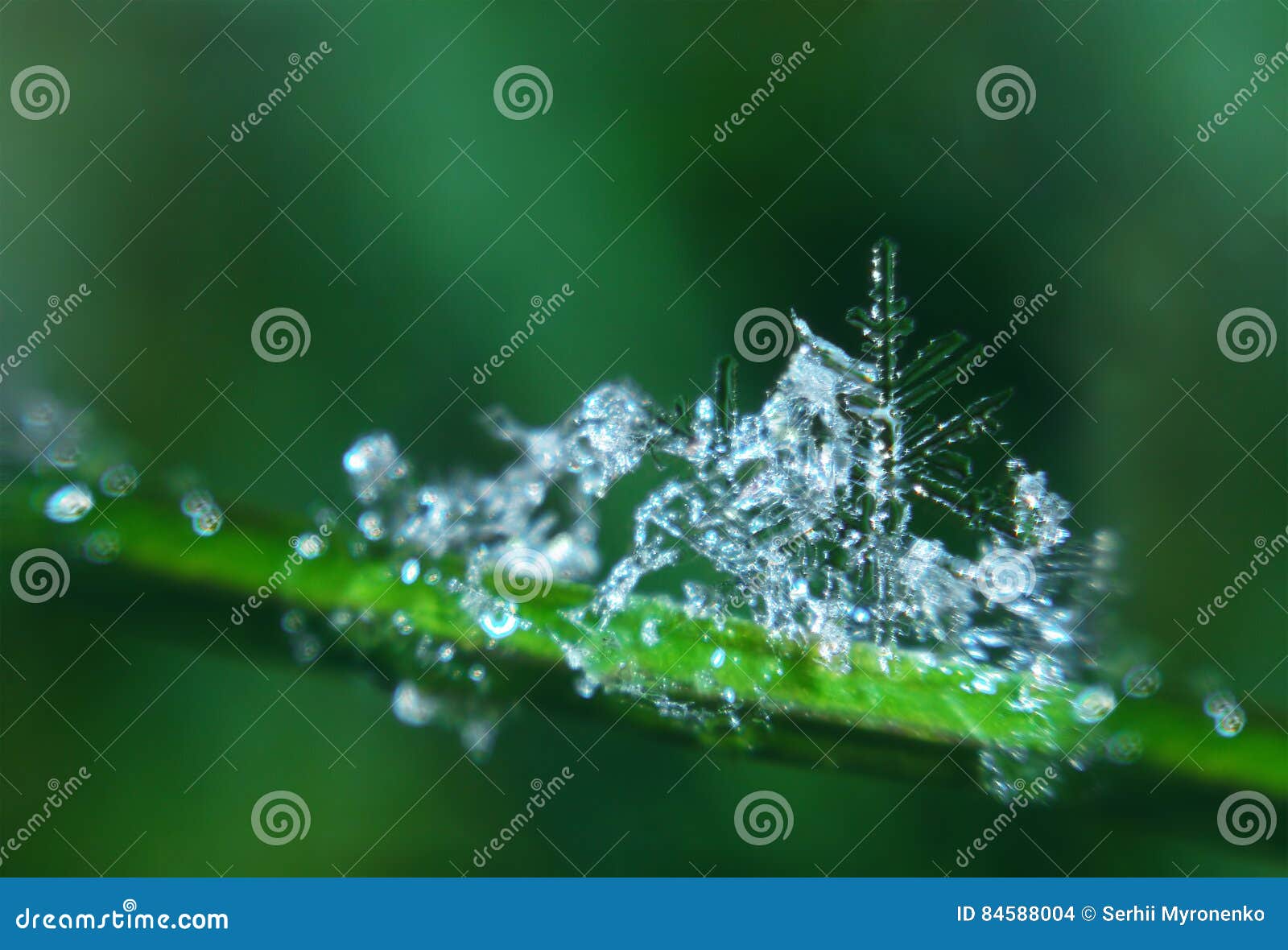 Snowflake Like Green Christmass Tree Melting Stock Photo - Image of ...
