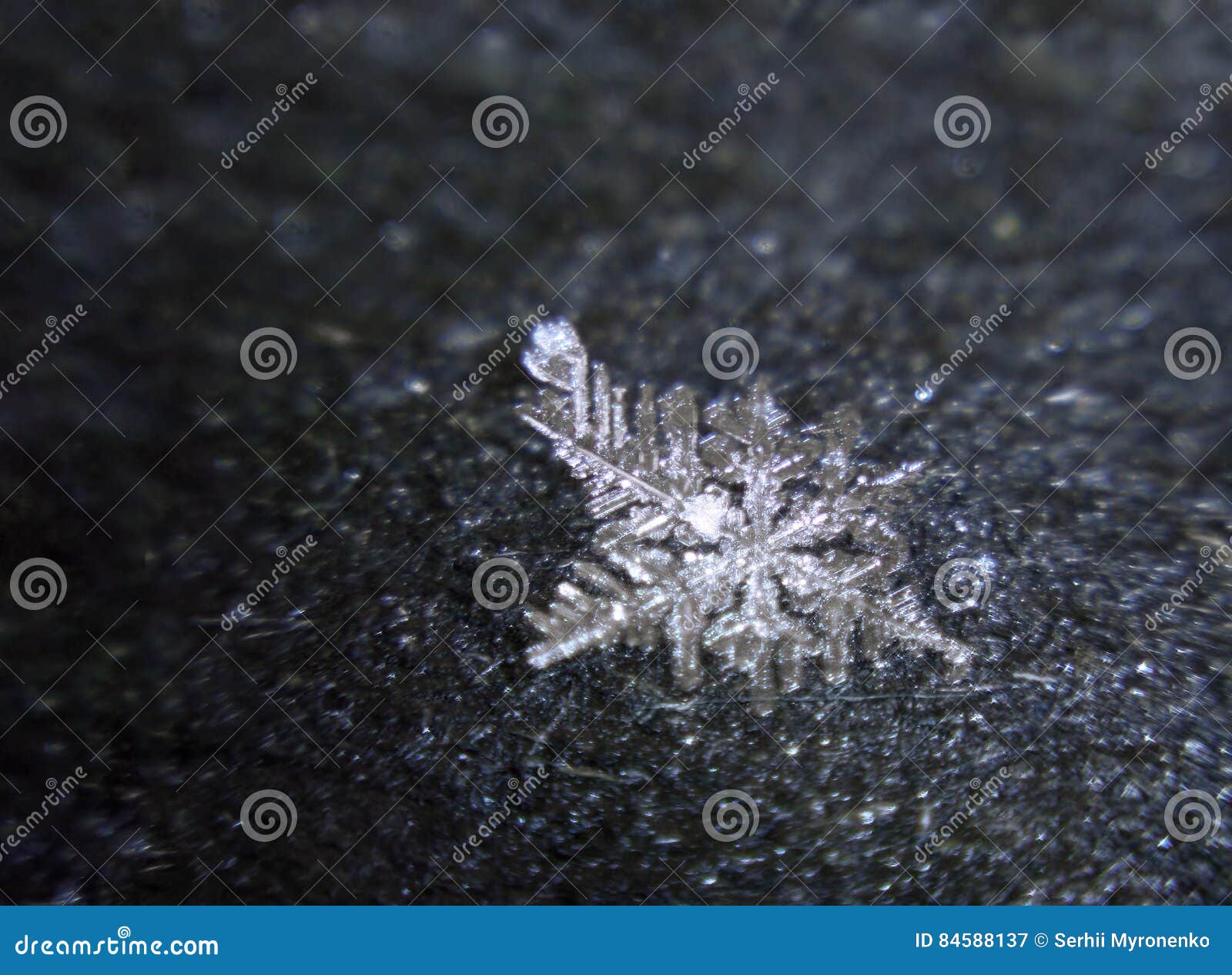 Snowflake Melting at Black Asphalt Stock Image - Image of frost, macro ... Snowflake Melting at Black Asphalt Stock Image - Image of frost, macro ...