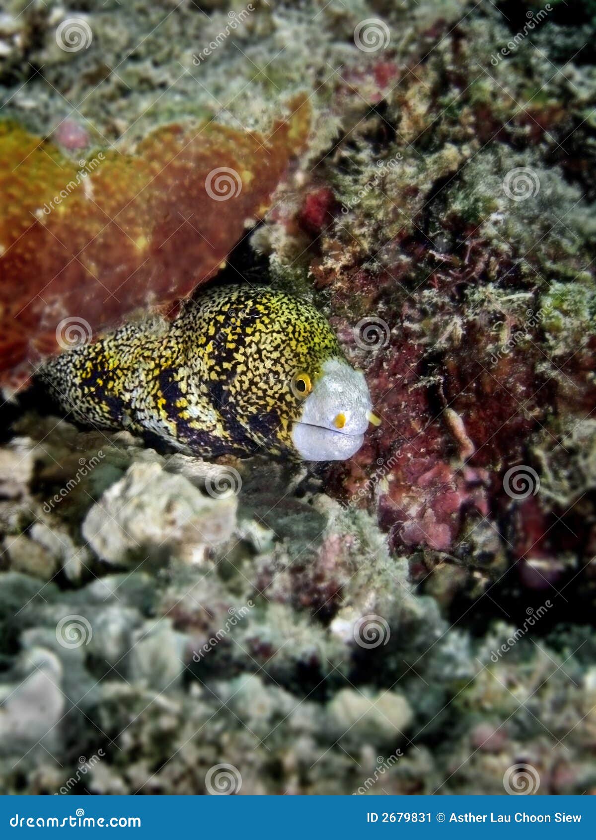 Snowflake Moray stock image. Image of marine, fish, moray - 2679831