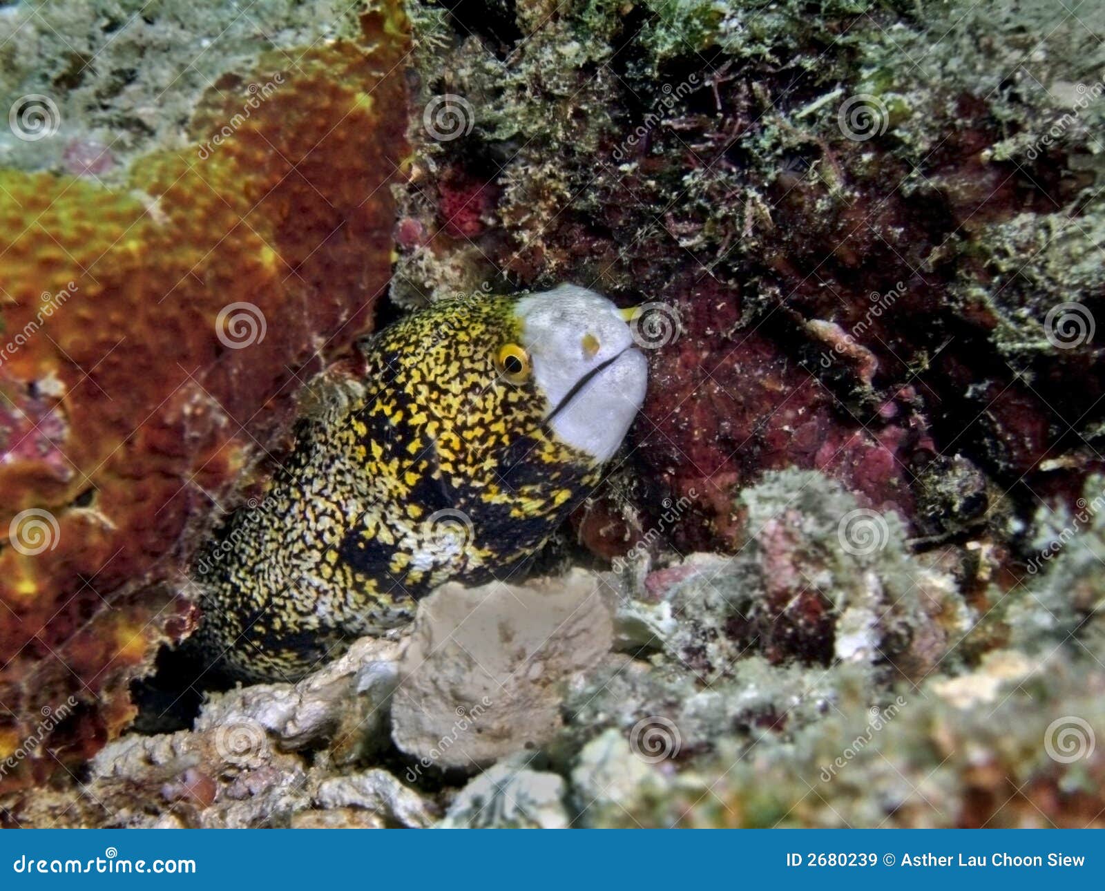Snowflake Moray stock image. Image of reef, underwater - 2680239