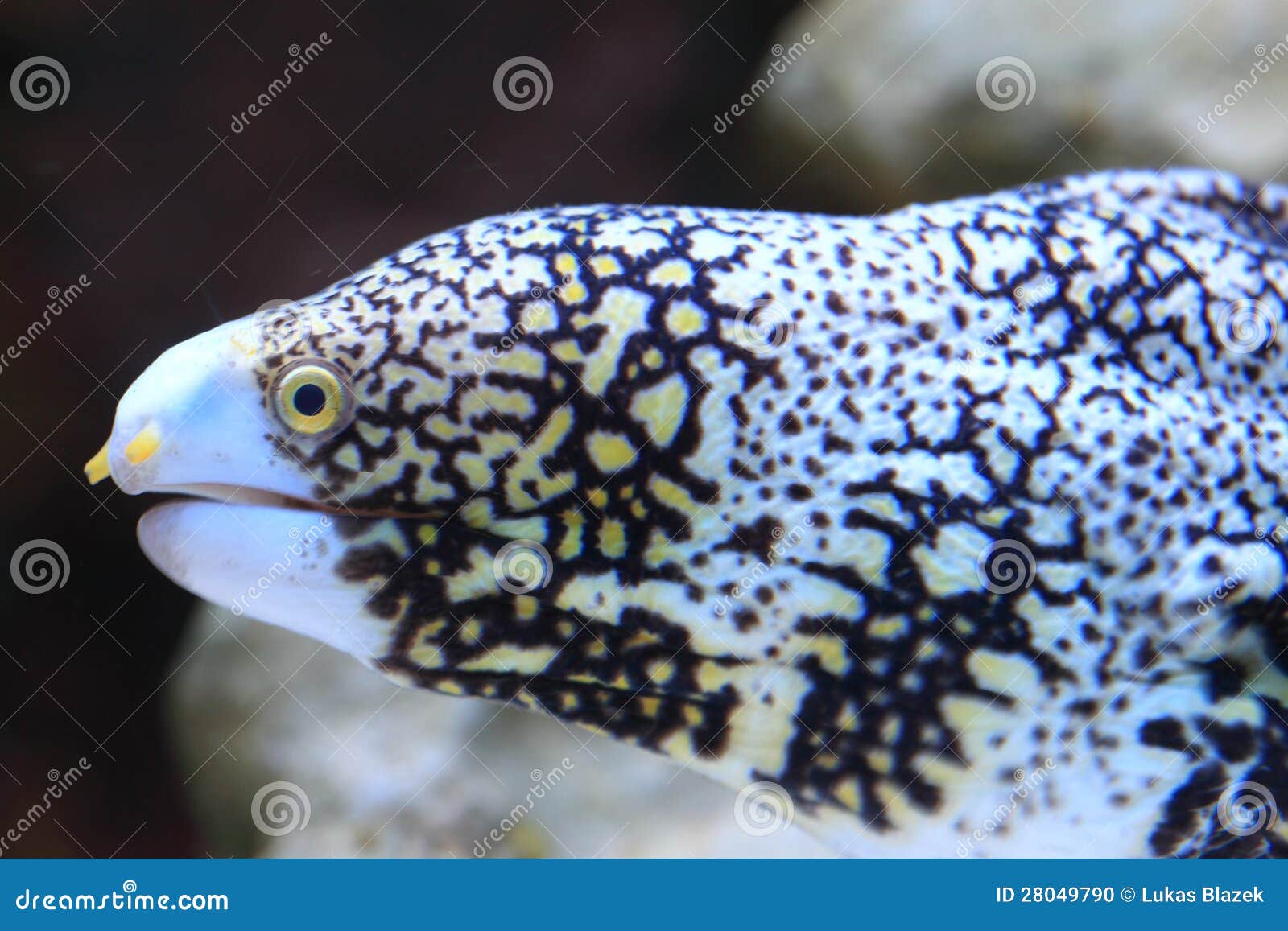 Snowflake moray stock photo. Image of moray, water, nature - 28049790