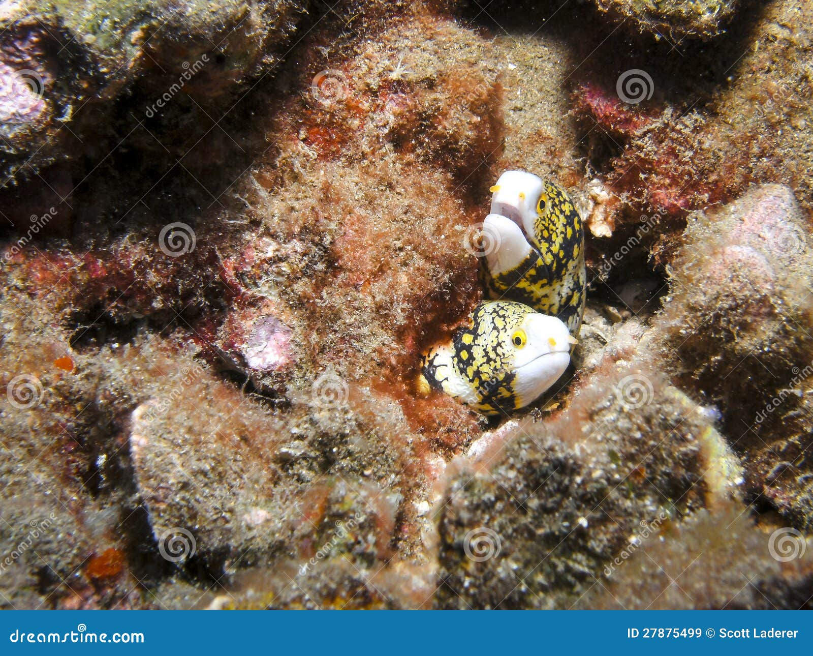 Snowflake Moray Eels Share a Coral Reef Stock Image - Image of ...
