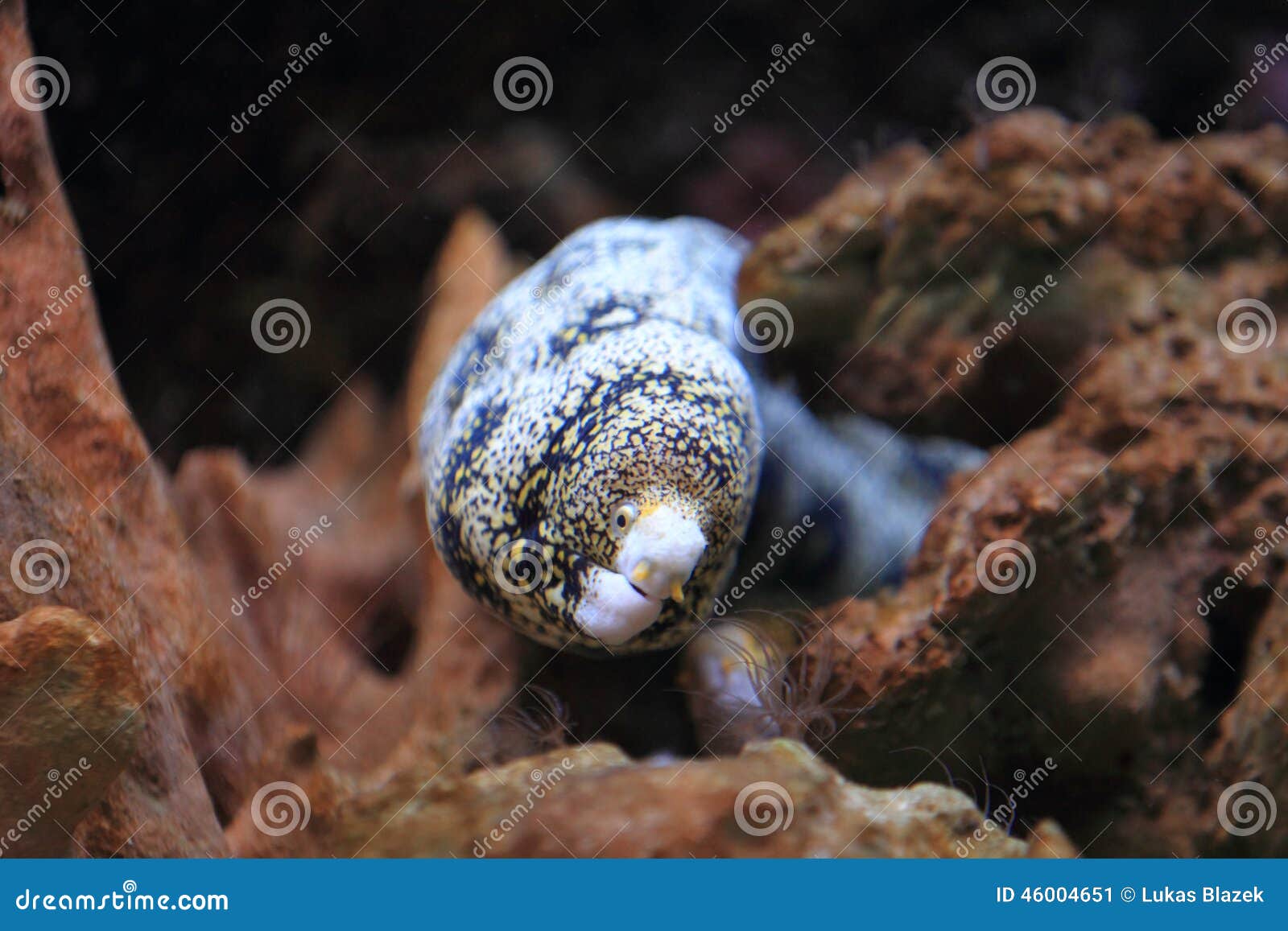 Snowflake moray stock image. Image of moray, backed, water - 46004651