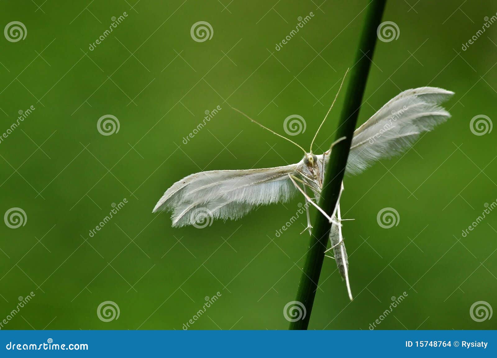 Snowflake moth stock photo. Image of moth, angel, pterophorus - 15748764
