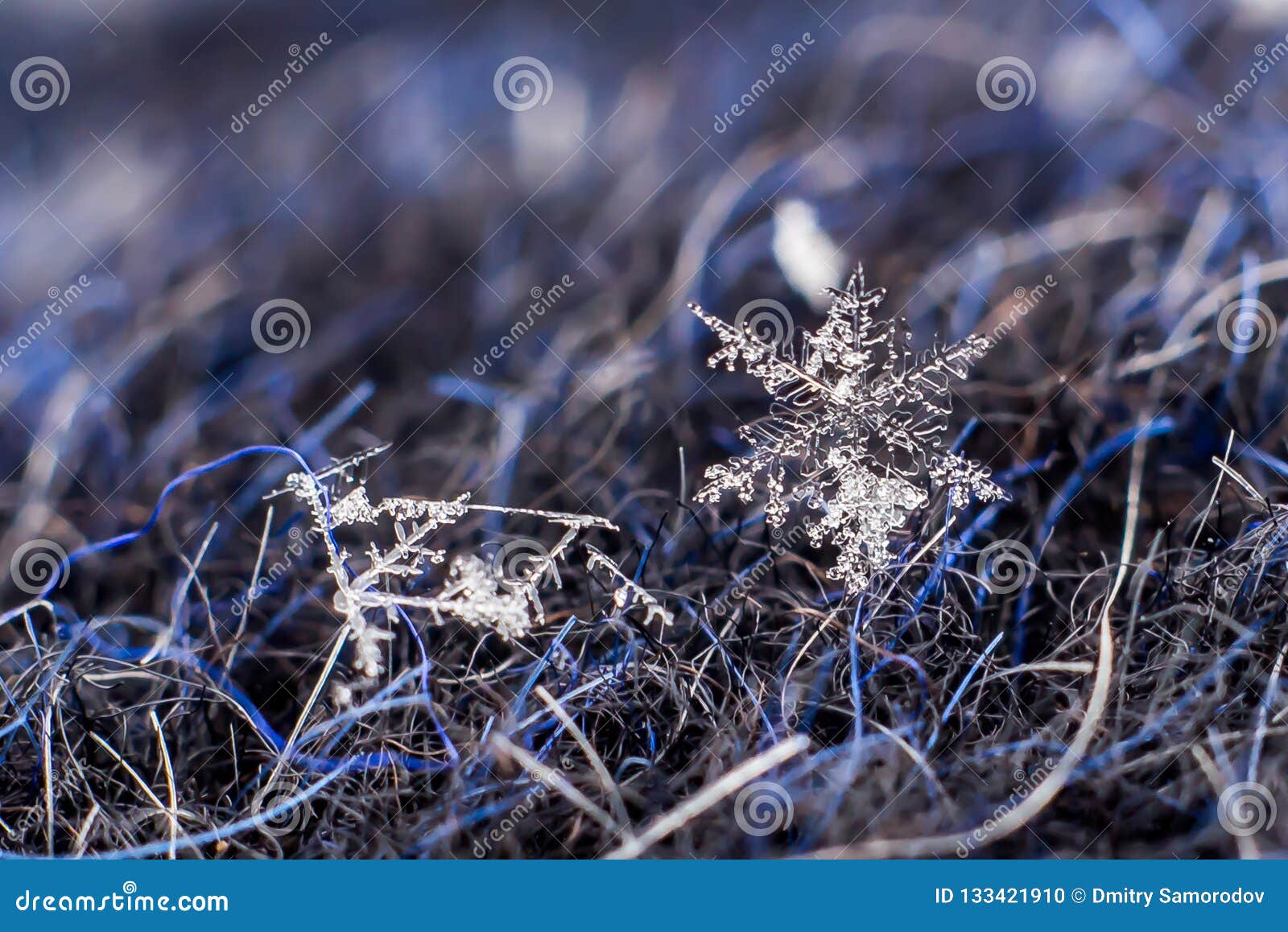 Snowflake Natural Macro Closeup Shot Stock Photo - Image of background ...