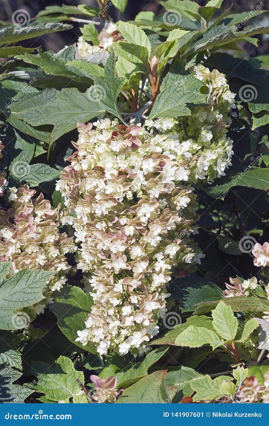 Snowflake Oakleaf Hydrangea Flowers Stock Image - Image of ...
