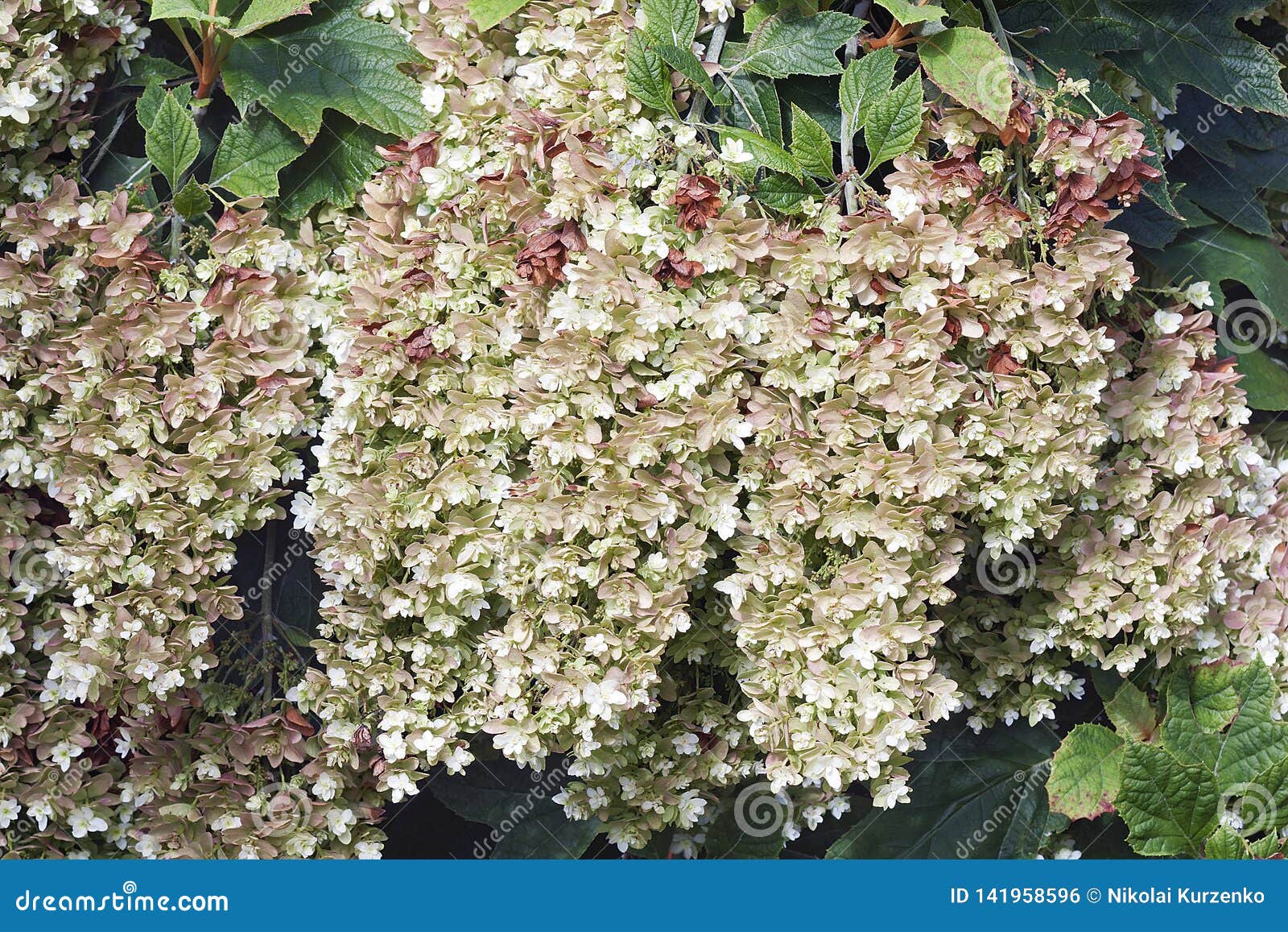 Snowflake Oakleaf Hydrangea Flowers Stock Photo - Image of closeup ...