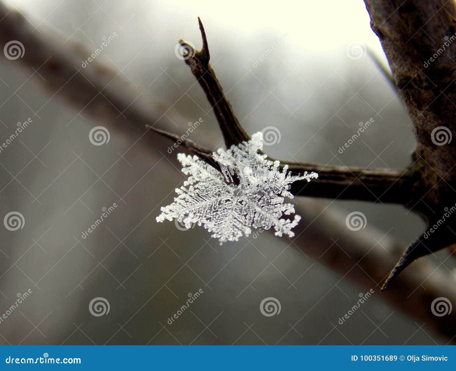 Snowflake stock image. Image of small, winter, petite - 100351689