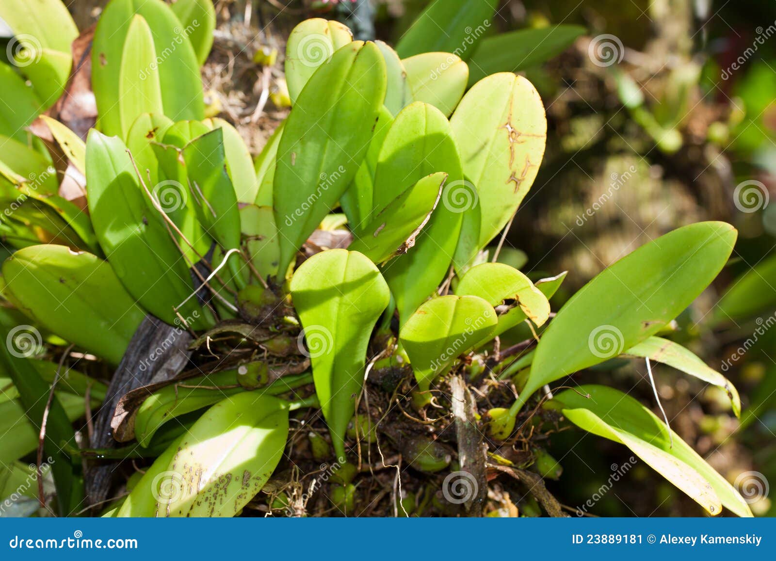 Snowflake plant stock image. Image of flower, green, nature - 23889181